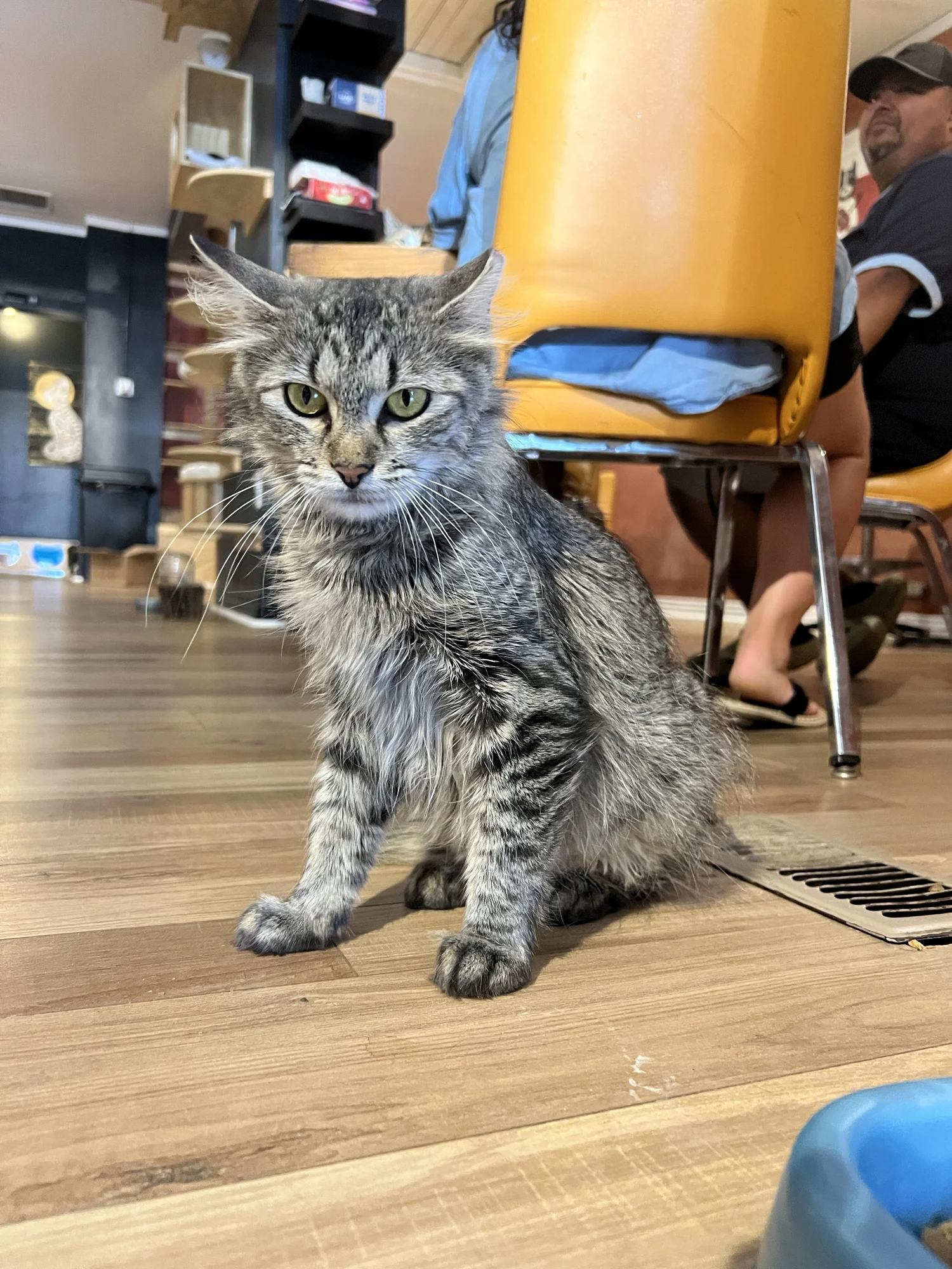 Cats — Denver Cat Company