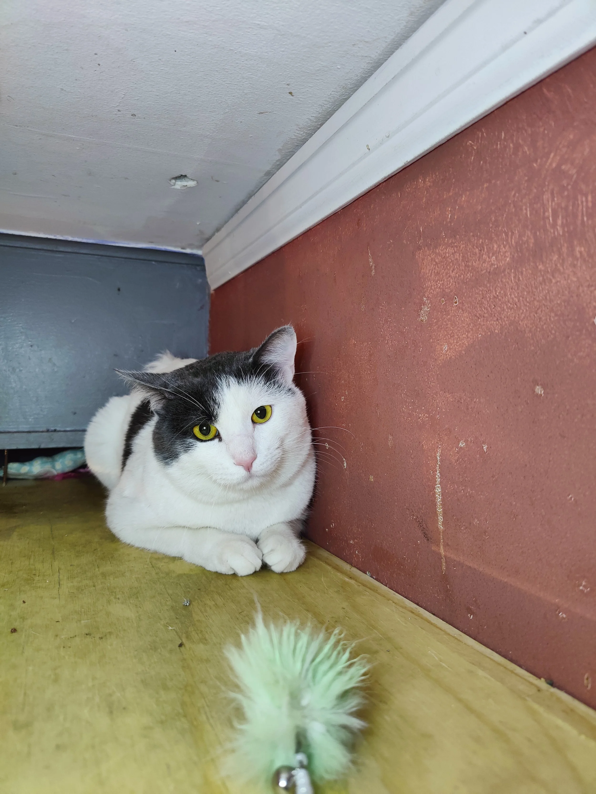 Cats — Denver Cat Company