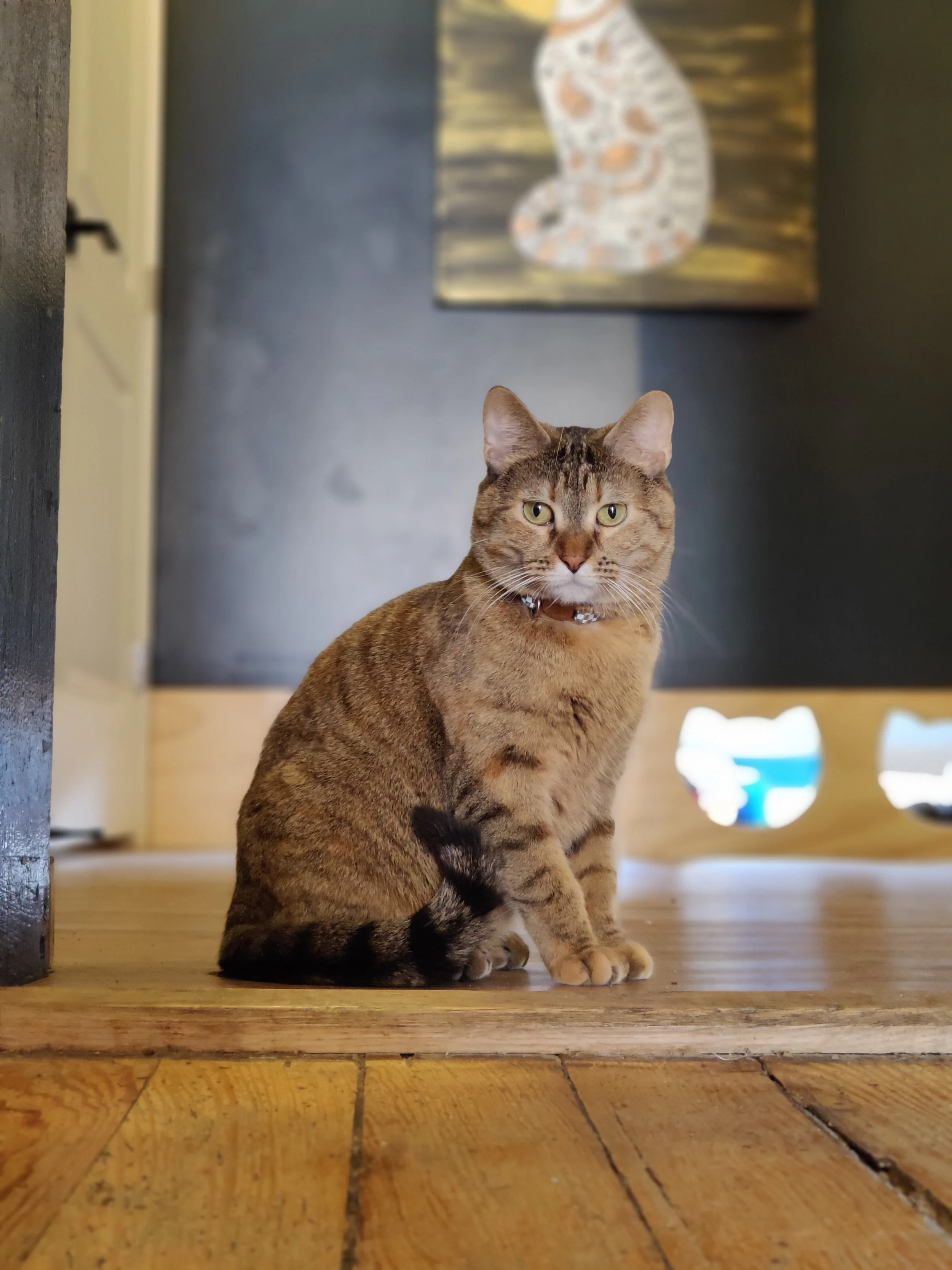 Cats — Denver Cat Company