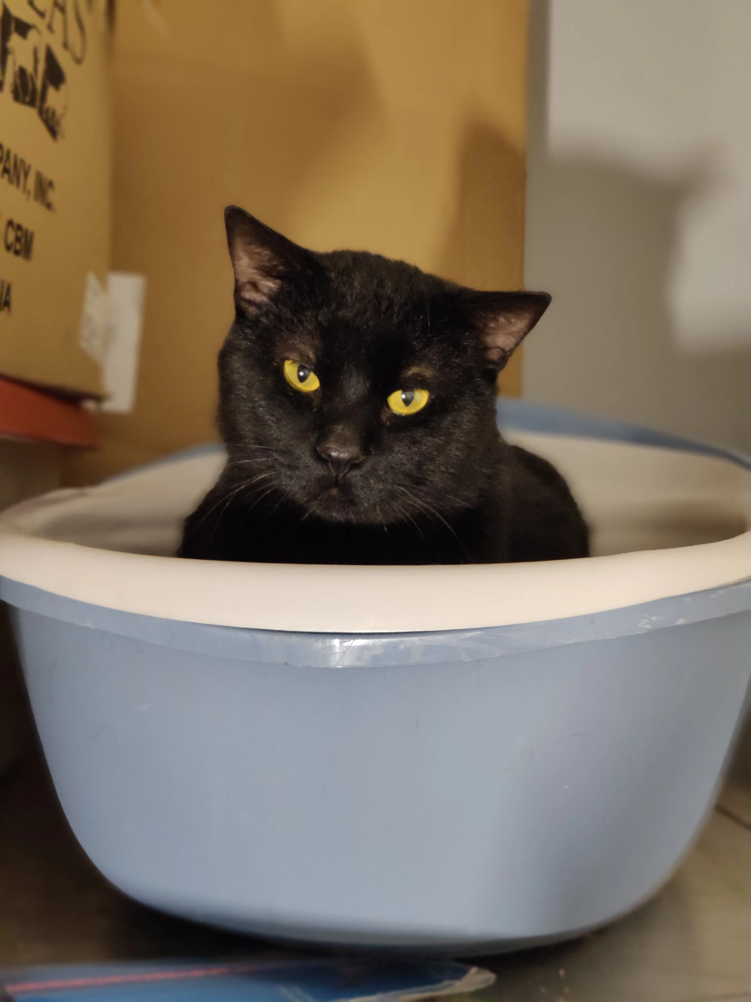 Cats — Denver Cat Company