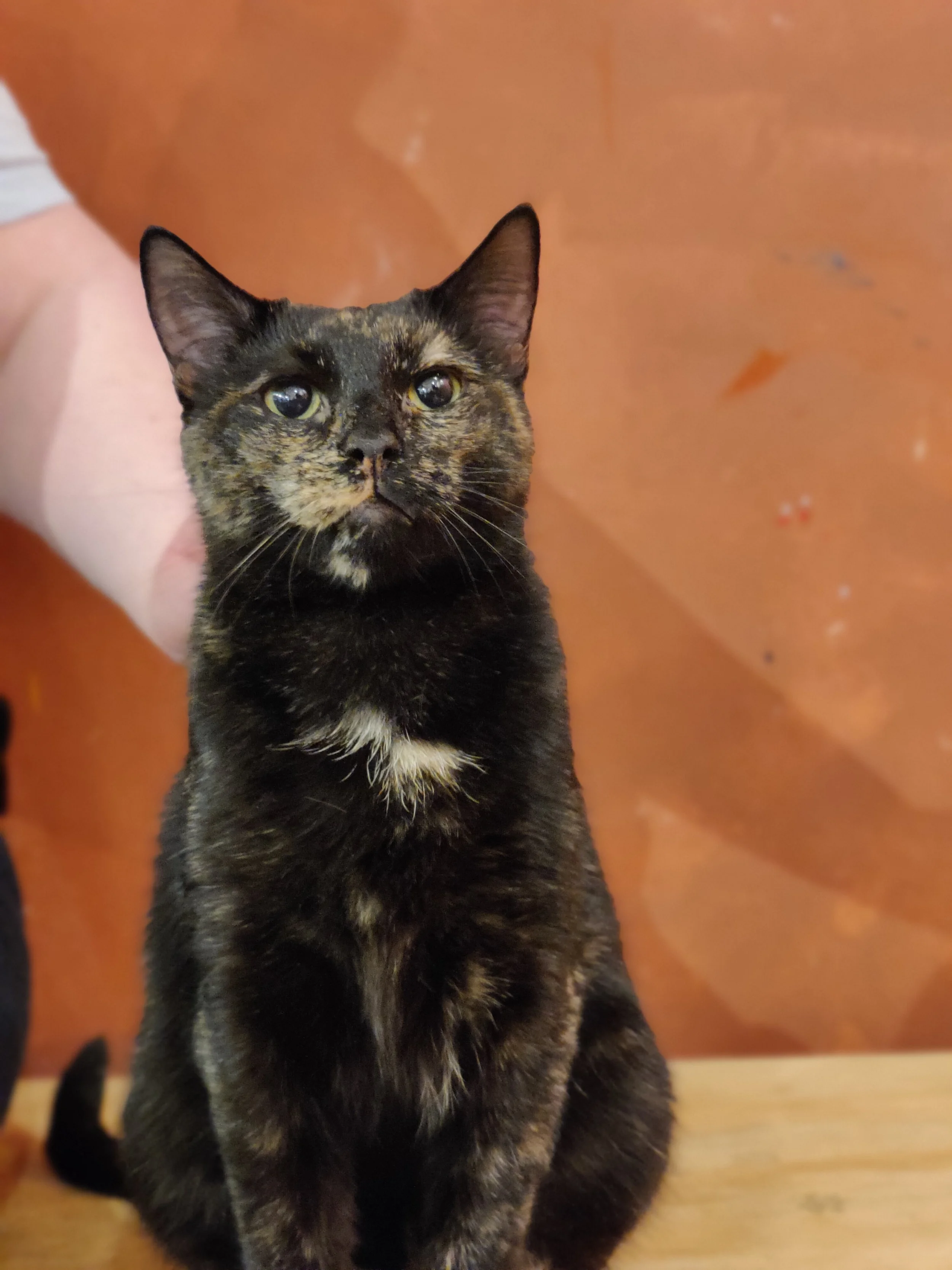 Cats — Denver Cat Company