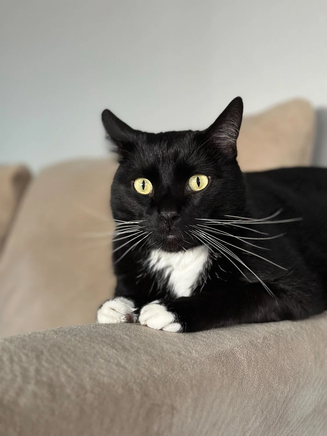 Cats — Denver Cat Company