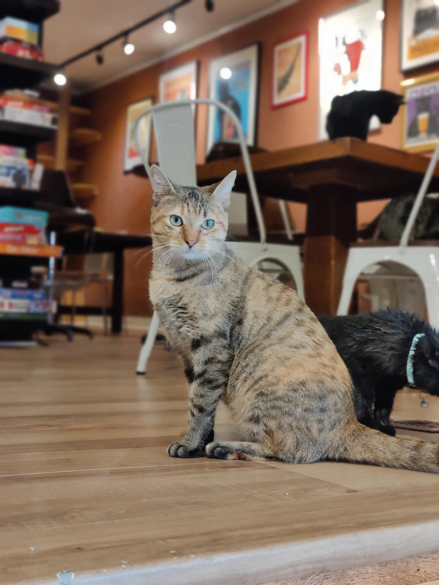 Cats — Denver Cat Company