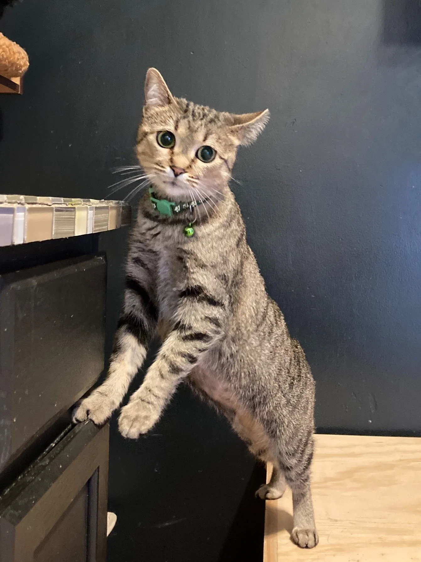 Cats — Denver Cat Company
