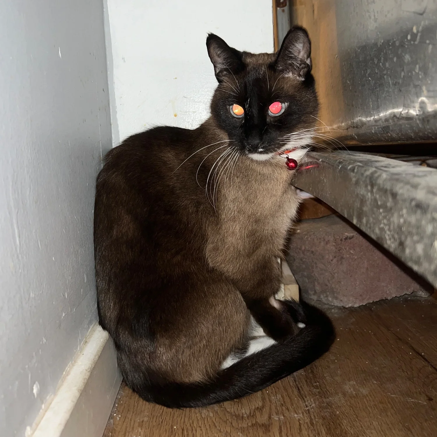 Cats — Denver Cat Company
