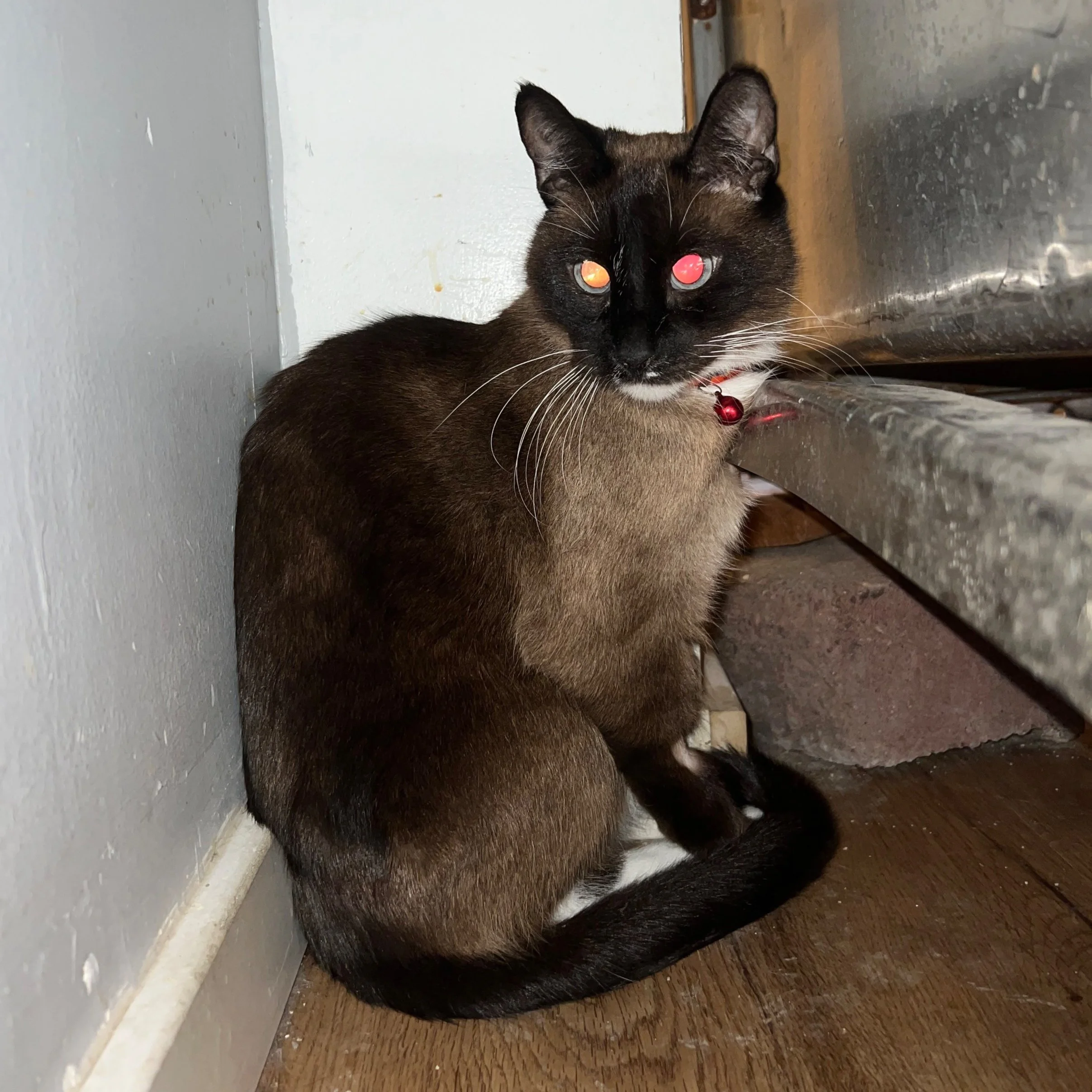 Cats — Denver Cat Company