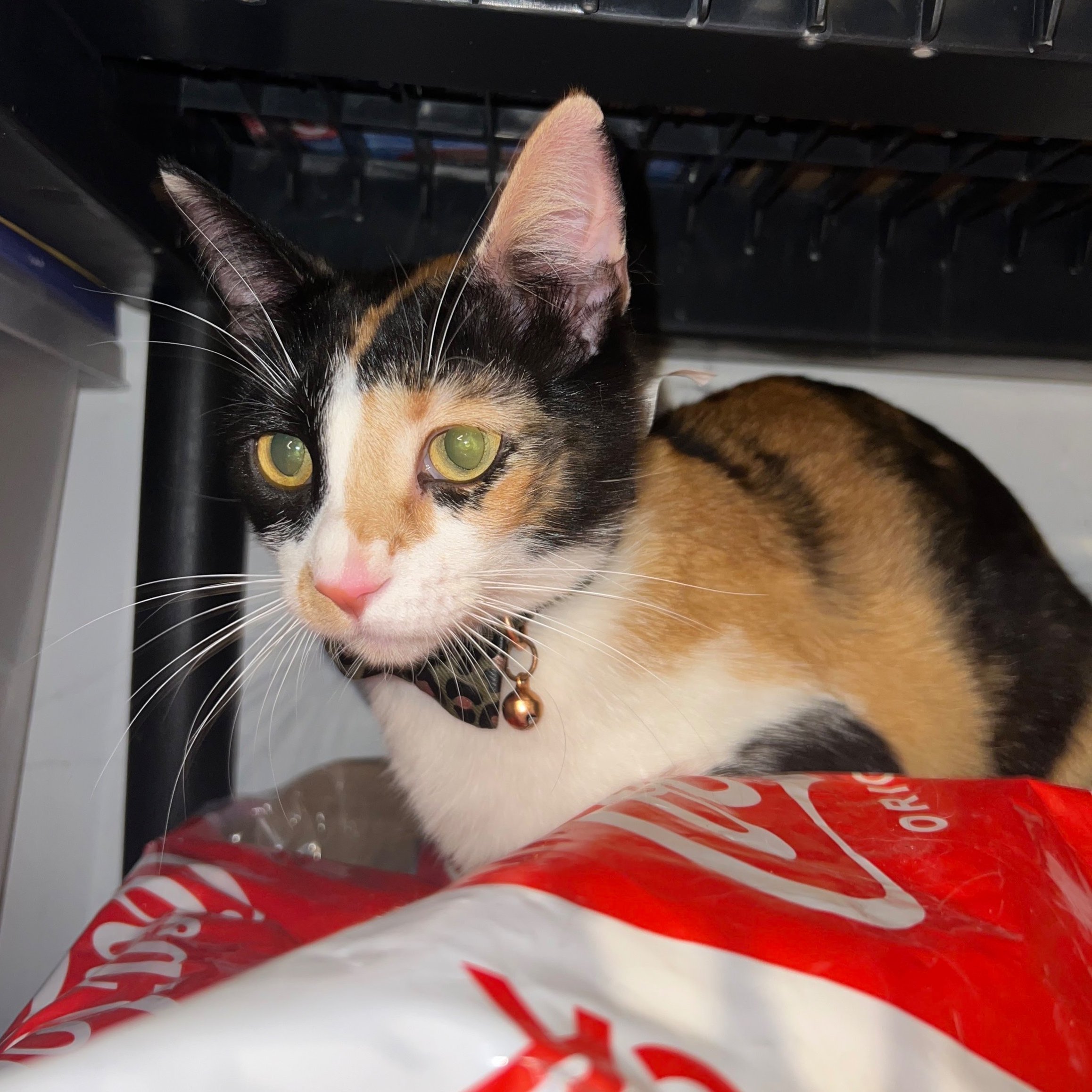 Cats — Denver Cat Company