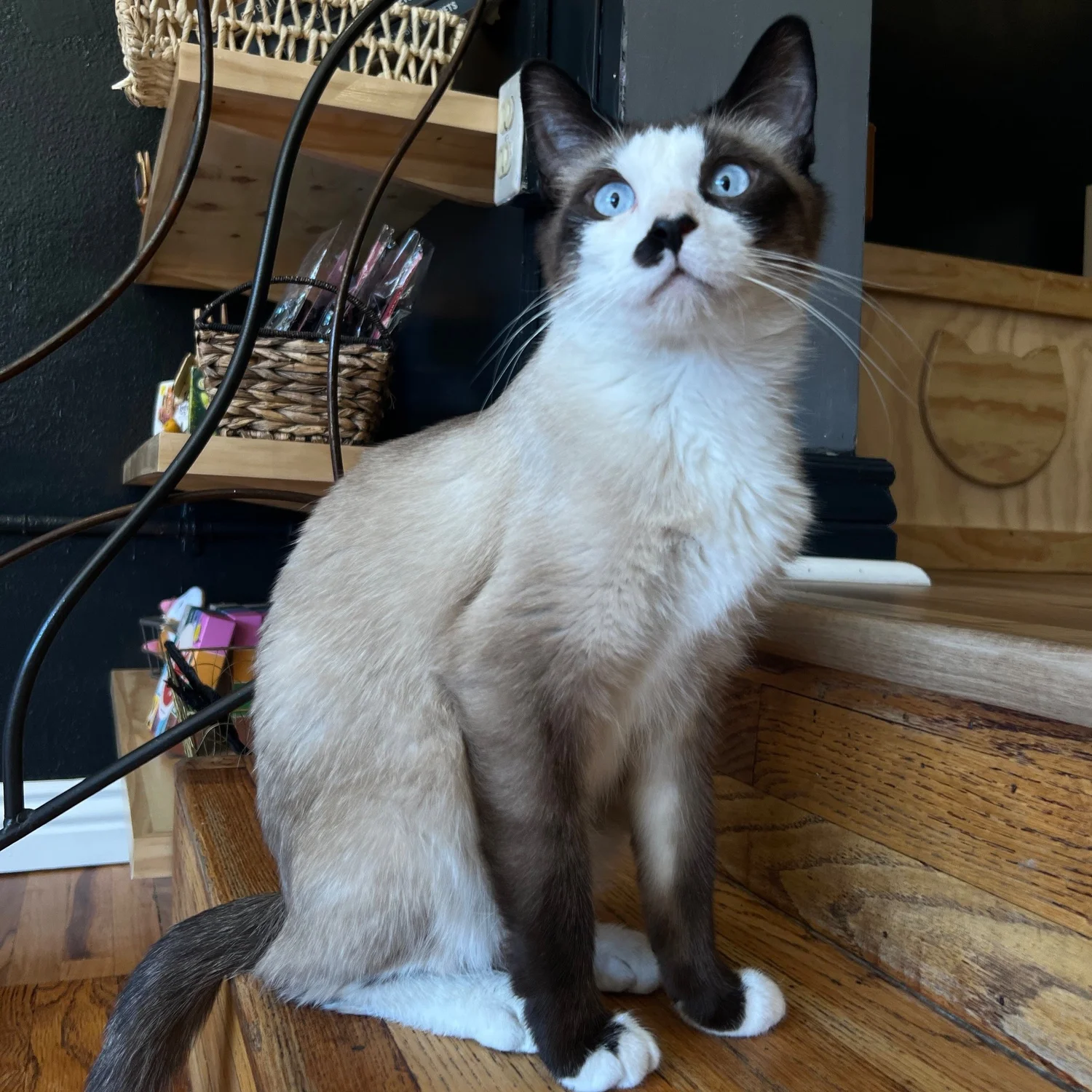 Cats — Denver Cat Company