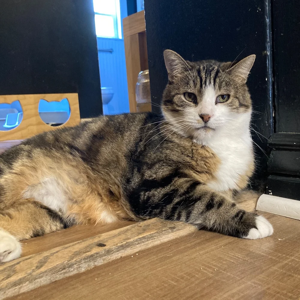 Cats — Denver Cat Company