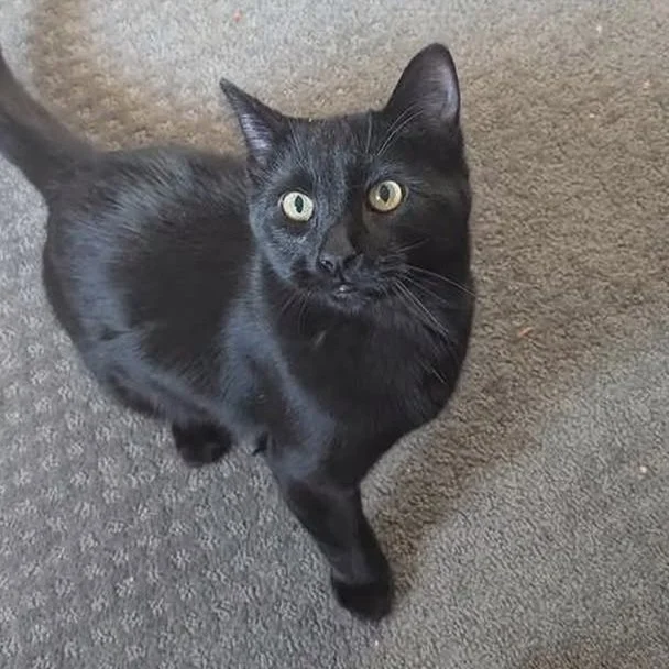 Cats — Denver Cat Company