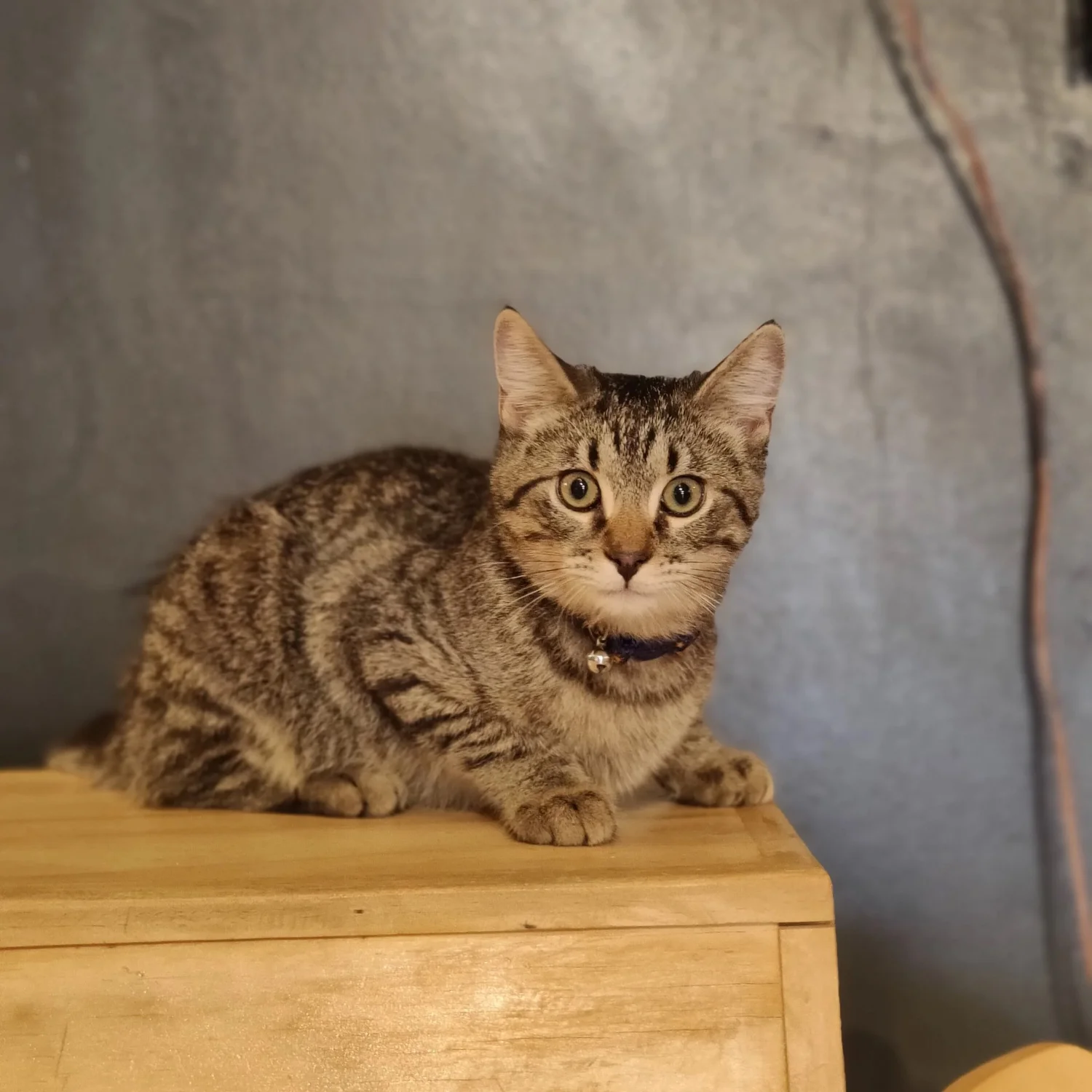 Cats — Denver Cat Company