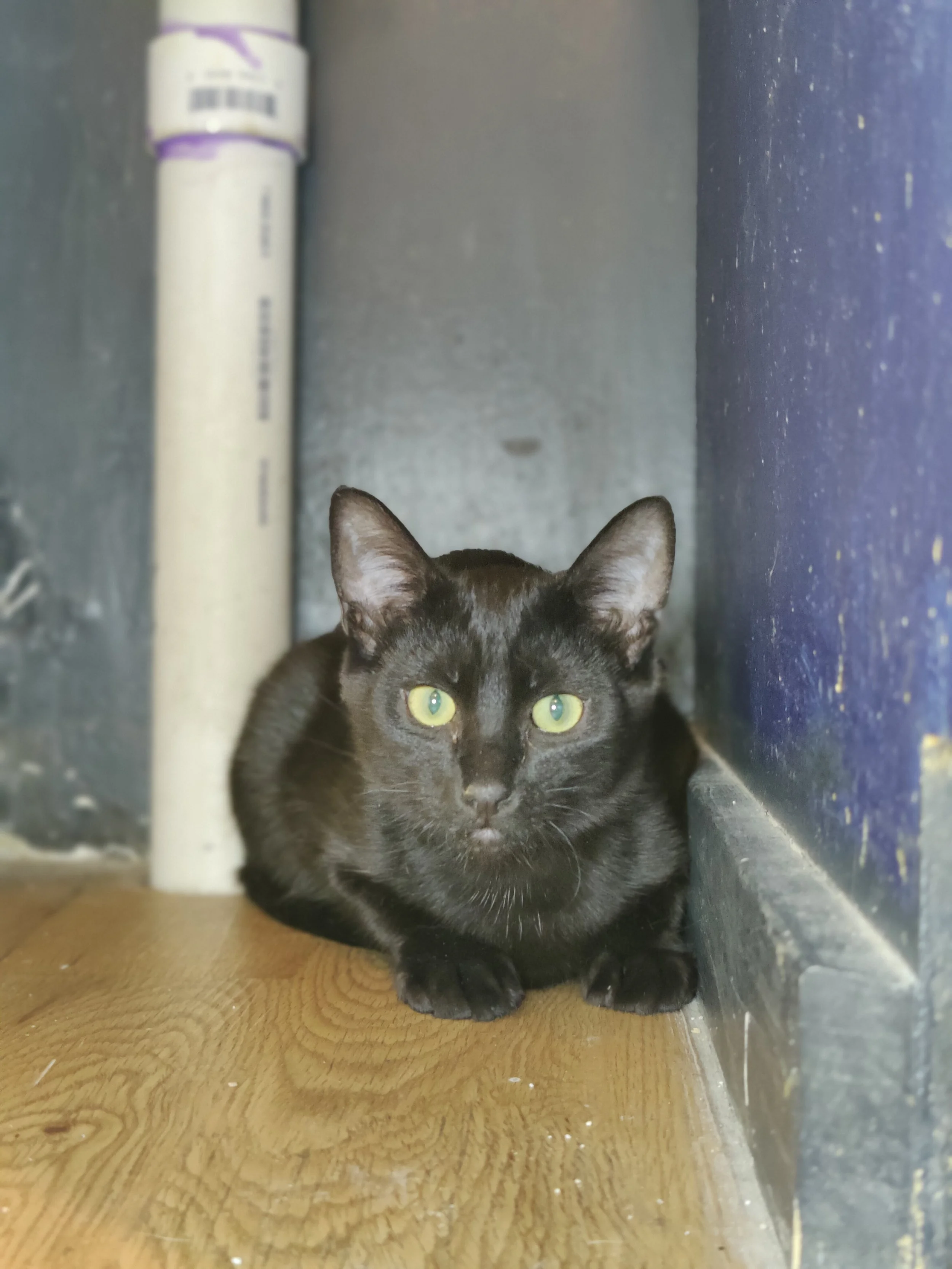 Cats — Denver Cat Company
