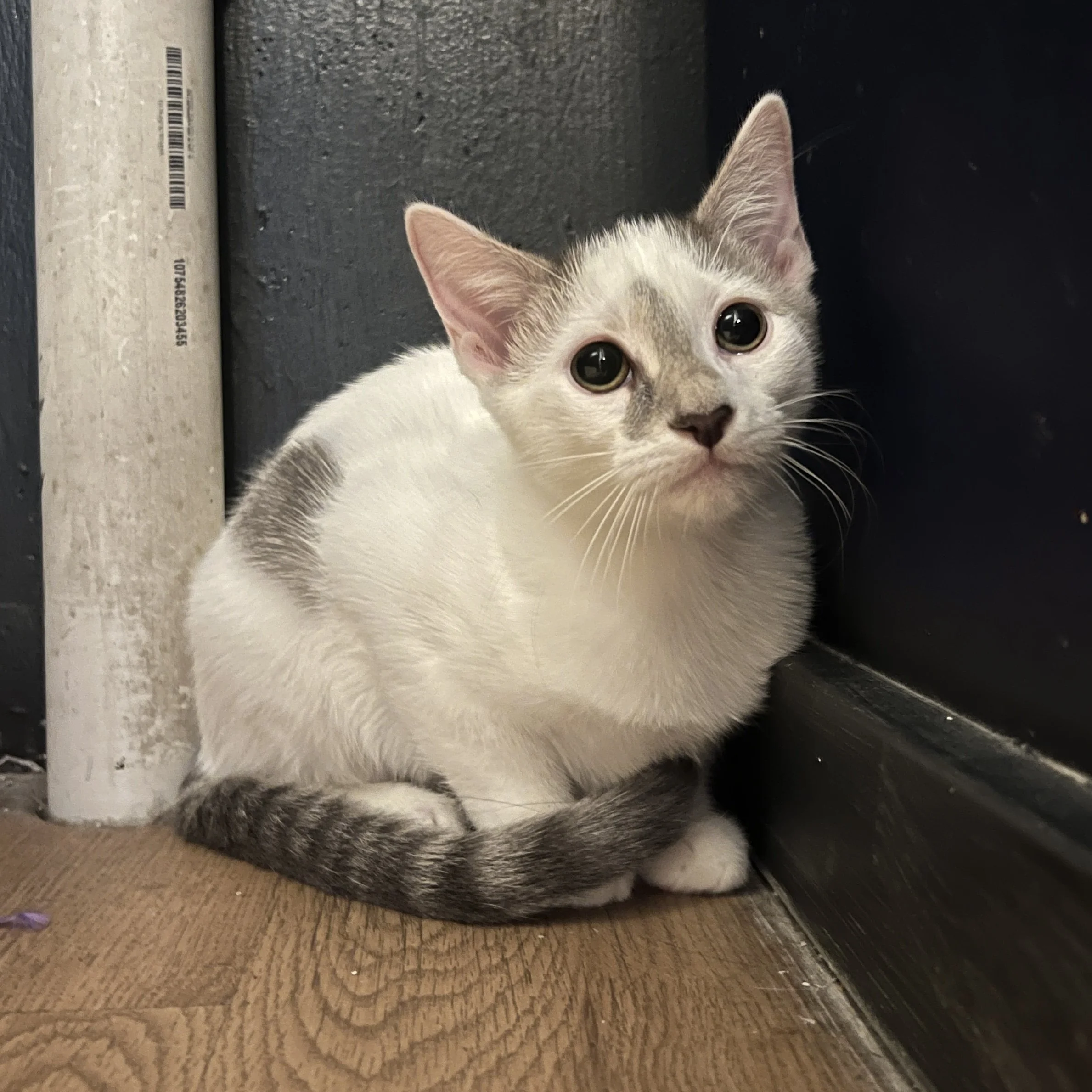 Cats — Denver Cat Company