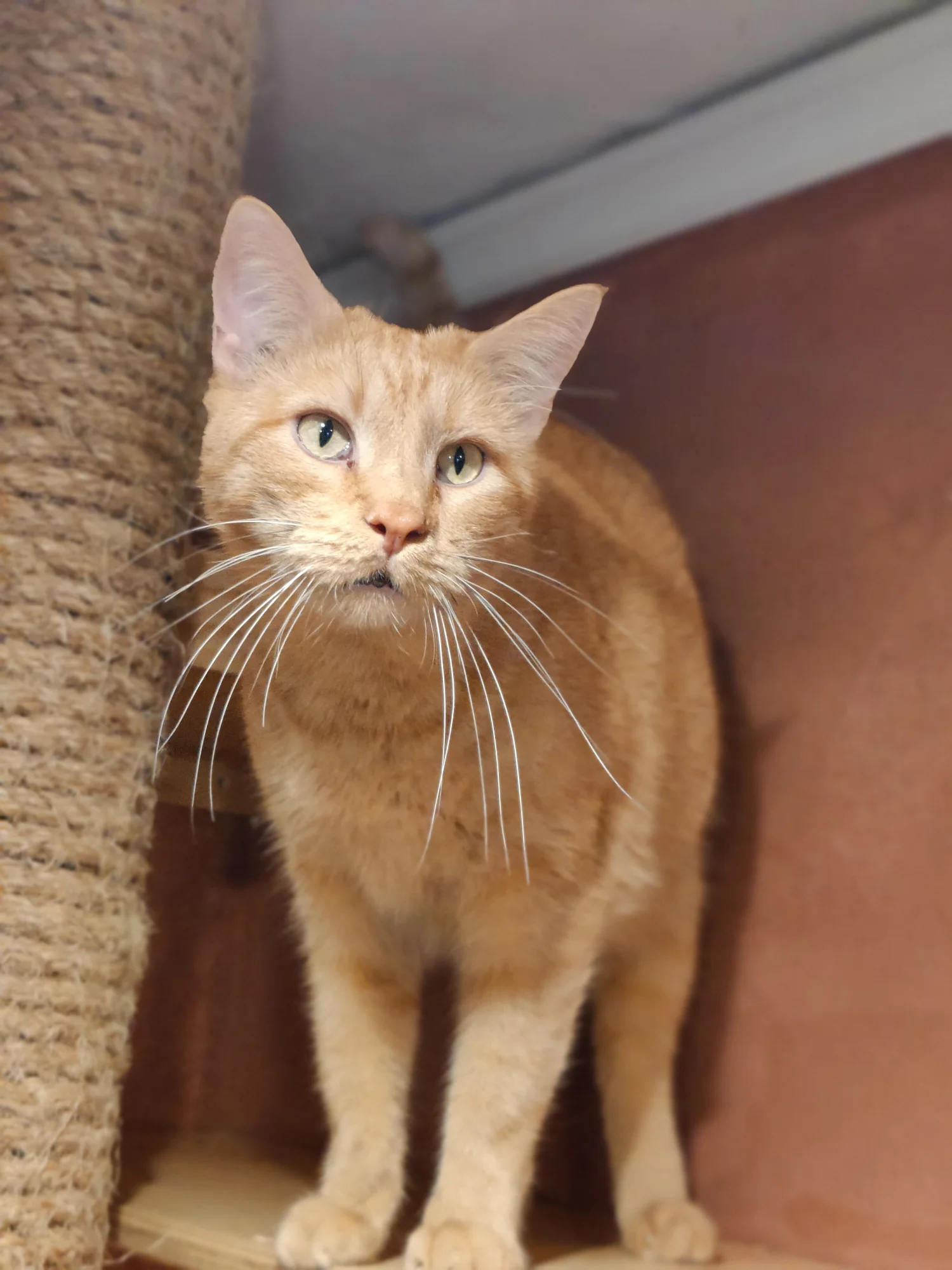 Cats — Denver Cat Company