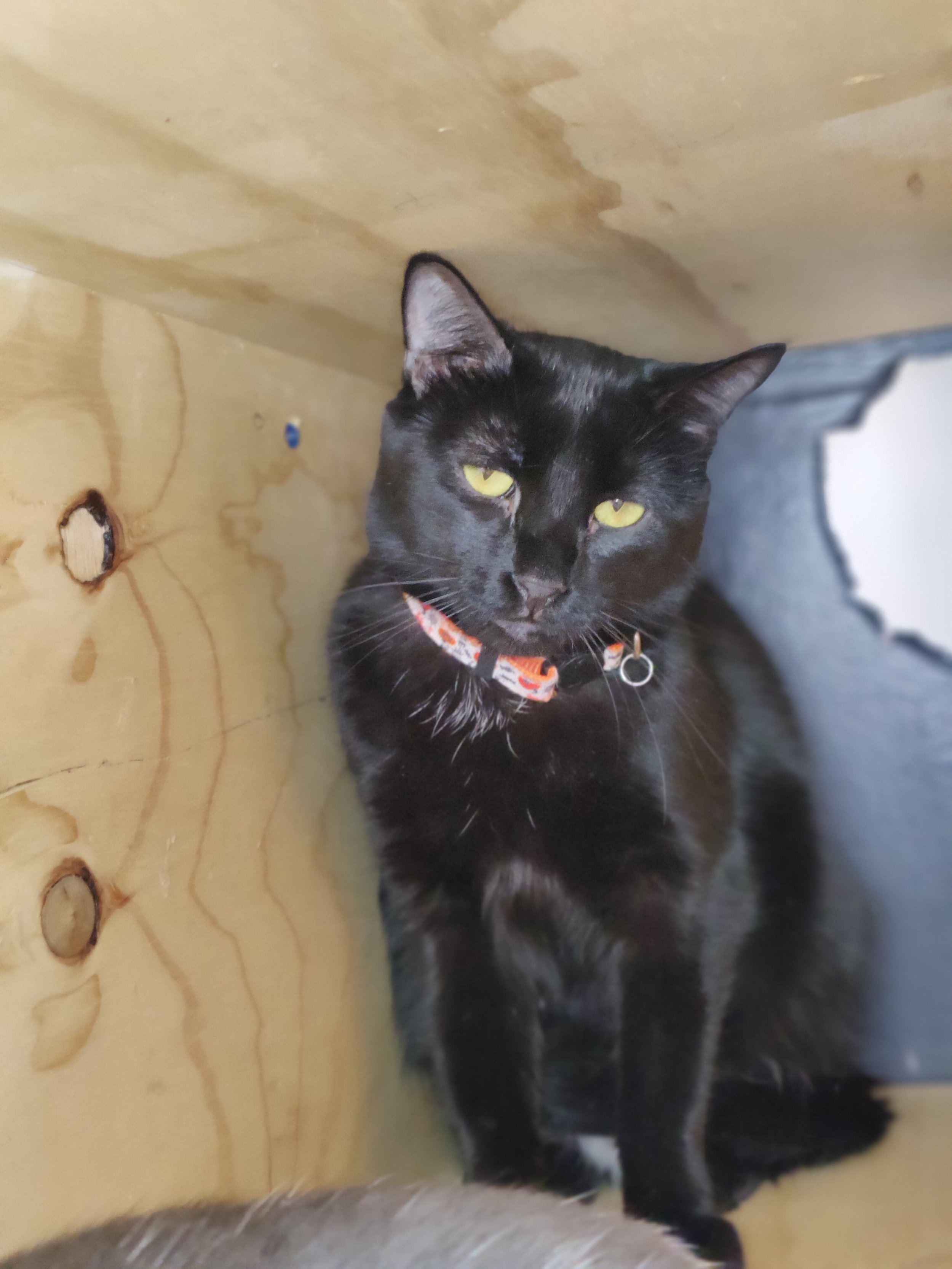 Cats — Denver Cat Company