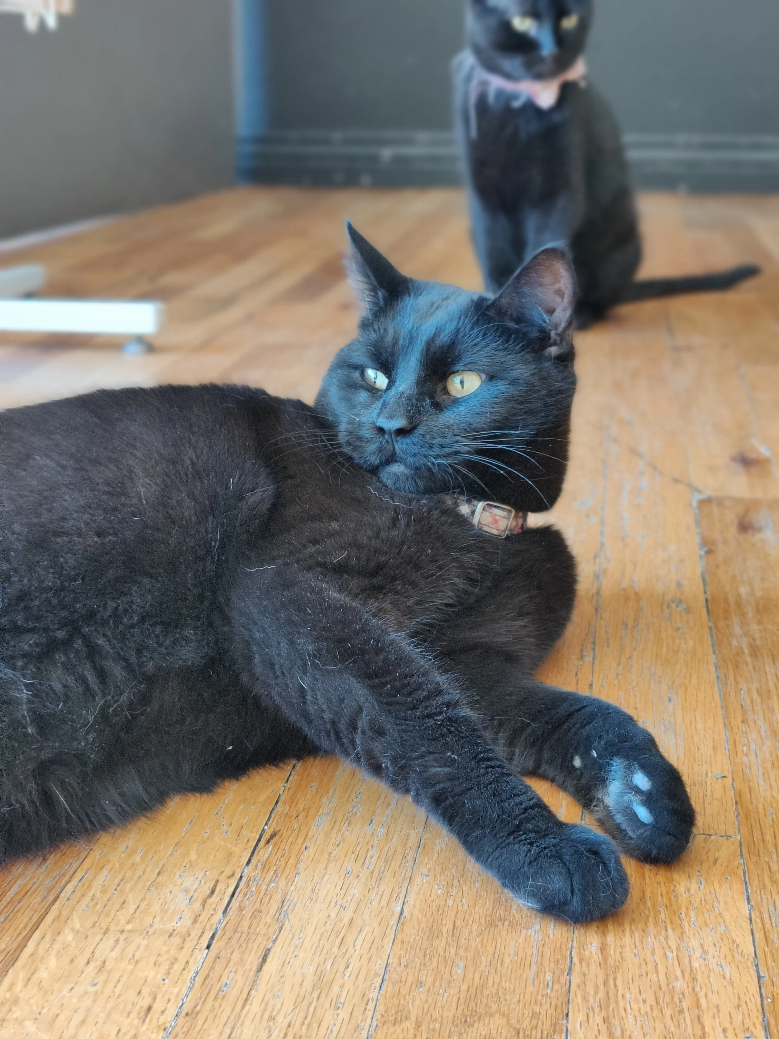 Cats — Denver Cat Company