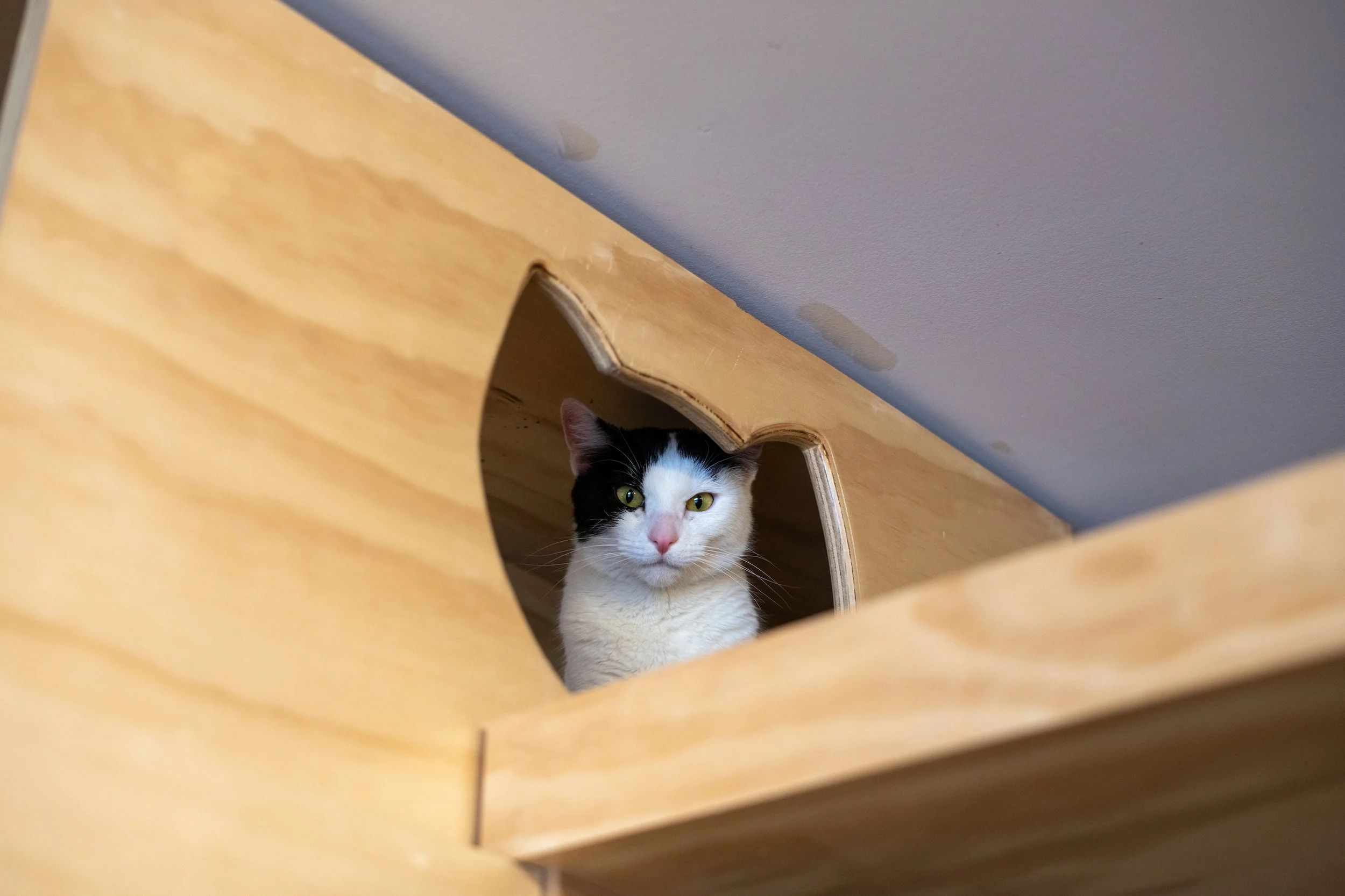 Gallery 1 — Denver Cat Company