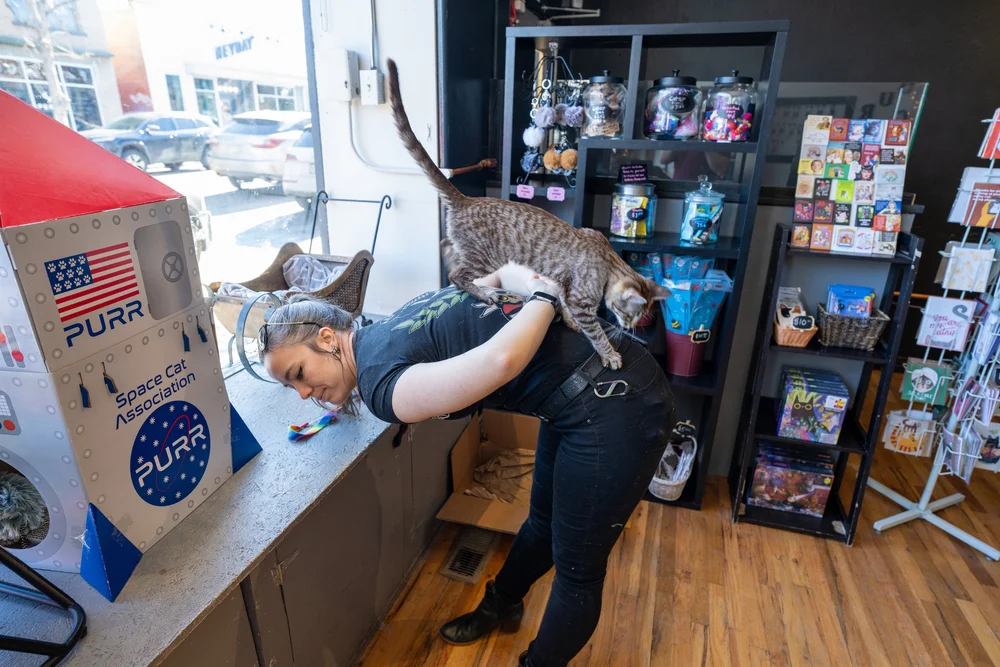 Gallery 1 — Denver Cat Company