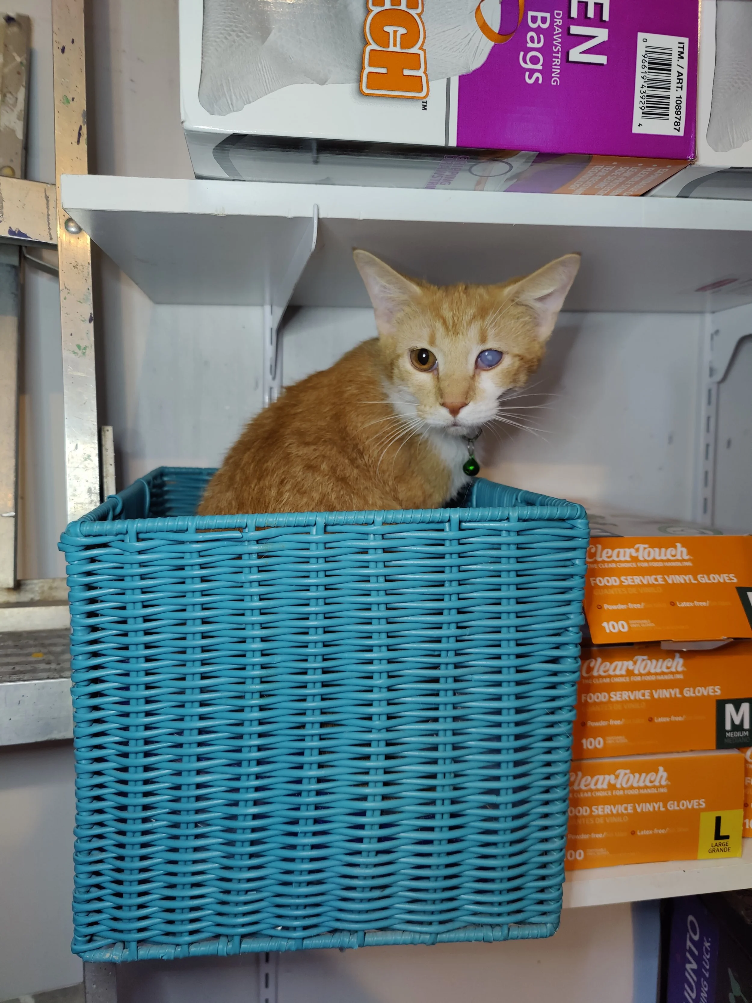 Cats — Denver Cat Company