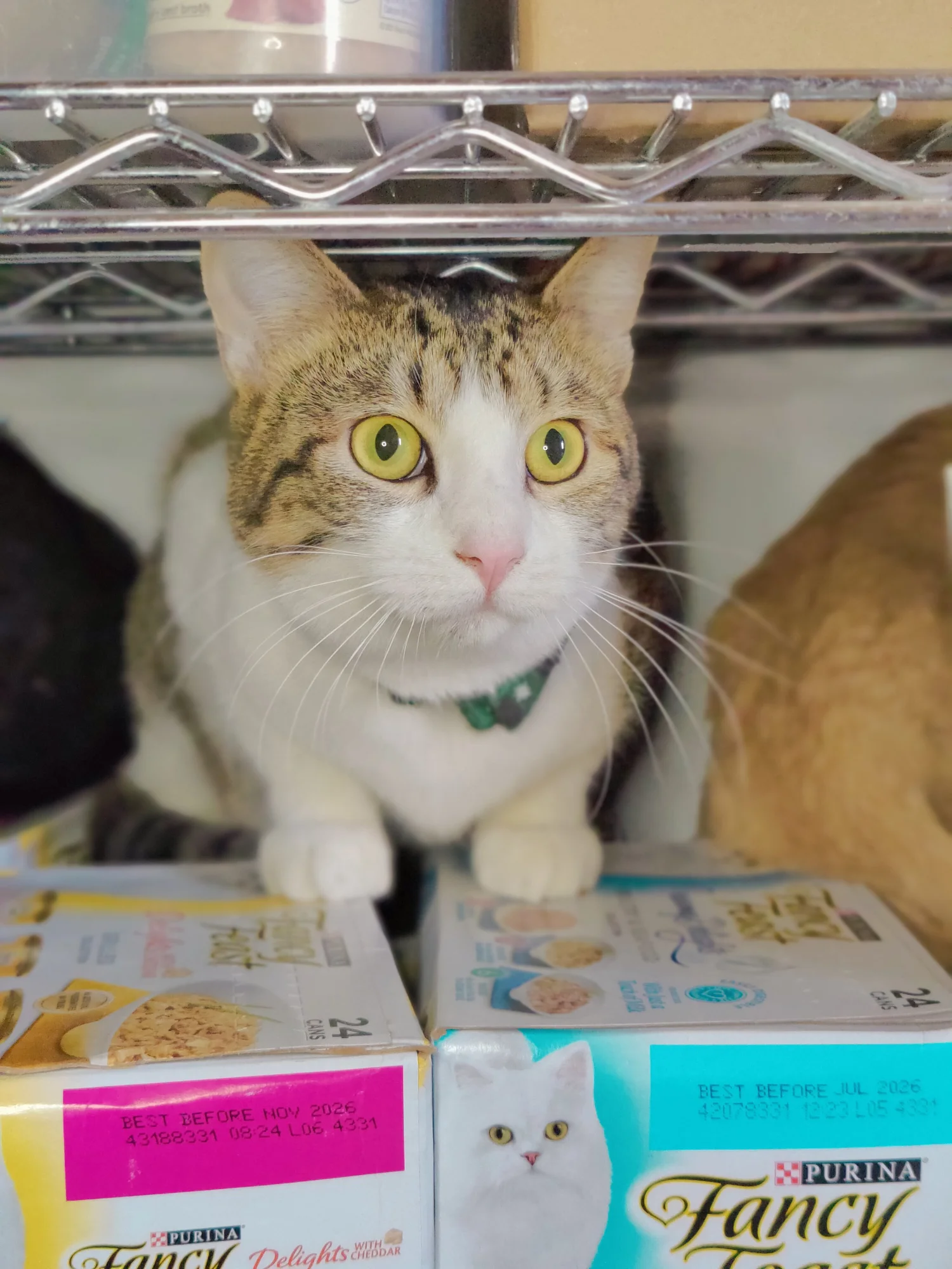 Cats — Denver Cat Company