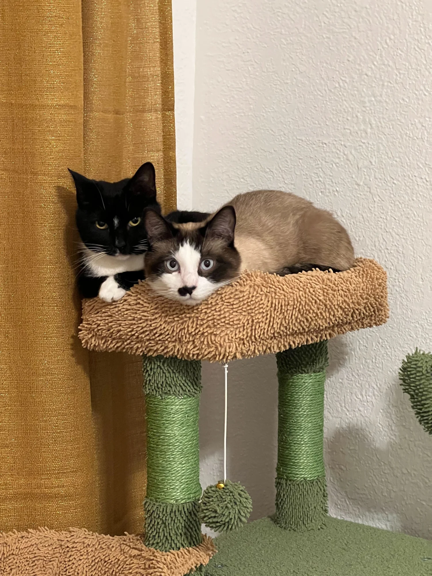 Cats — Denver Cat Company