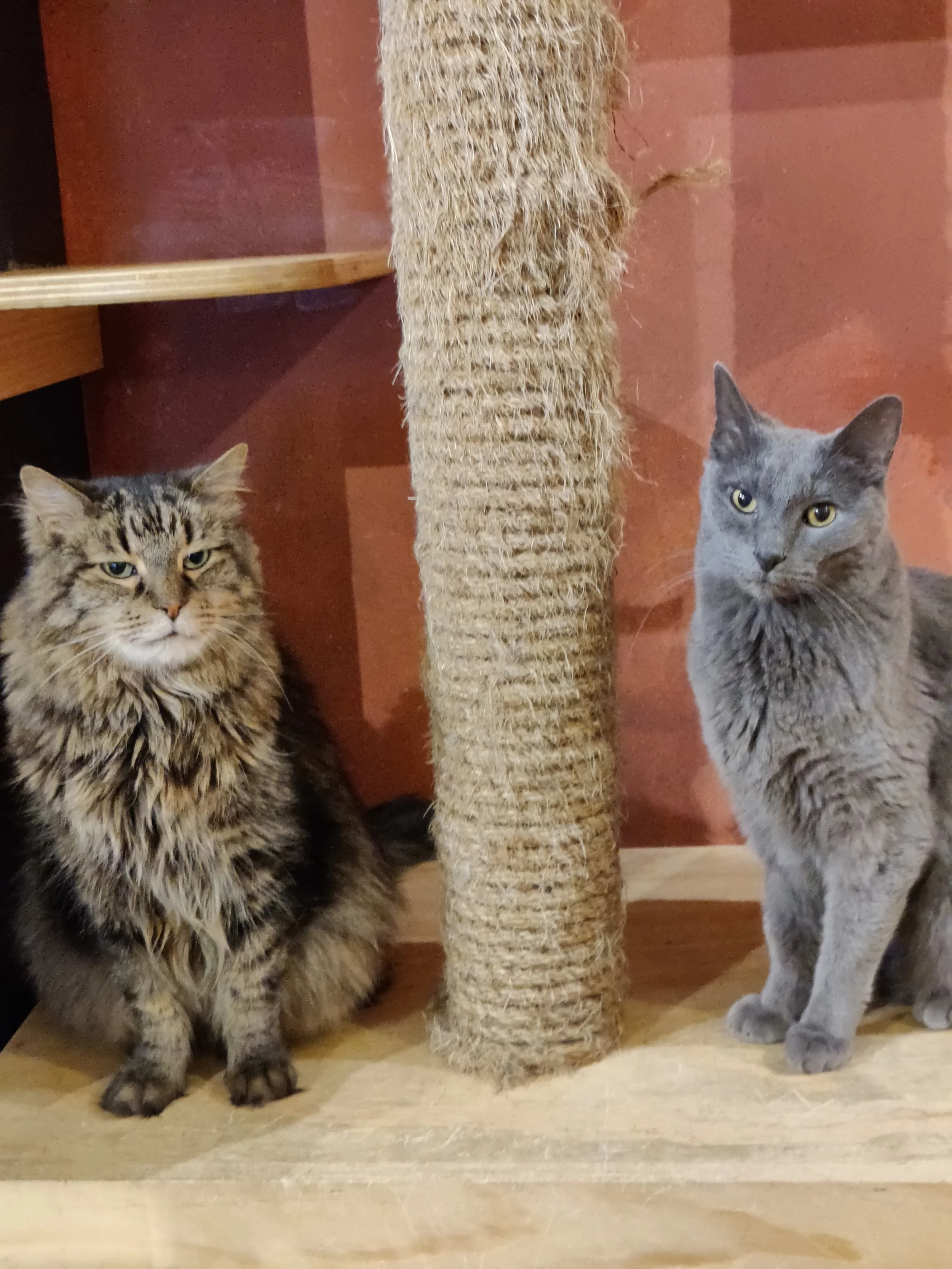 Cats — Denver Cat Company