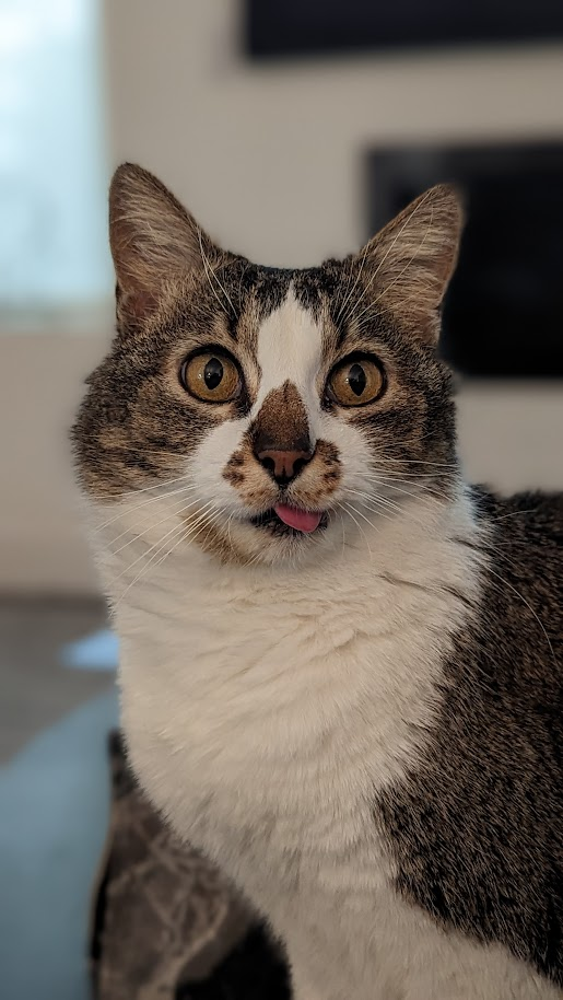 Cats — Denver Cat Company