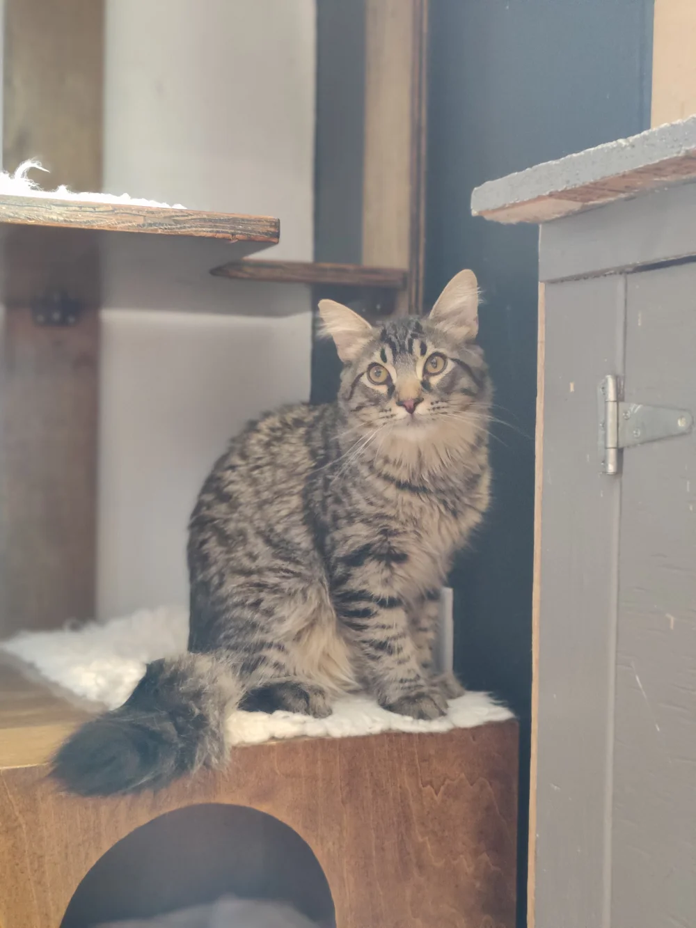 Cats — Denver Cat Company