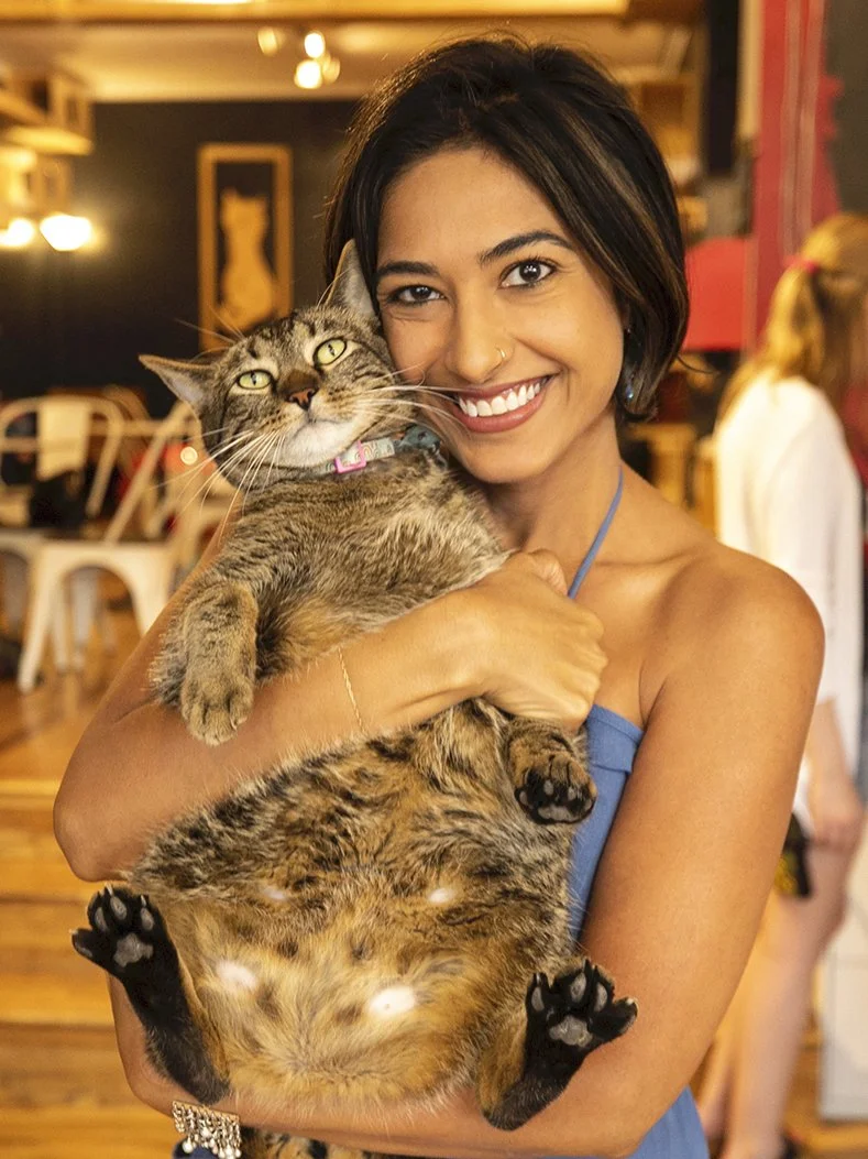 Denver Cat Company