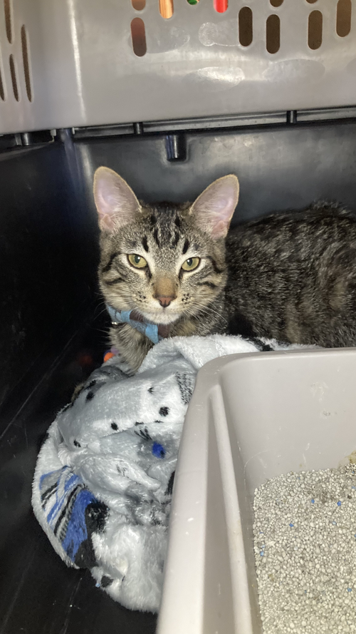 Cats — Denver Cat Company