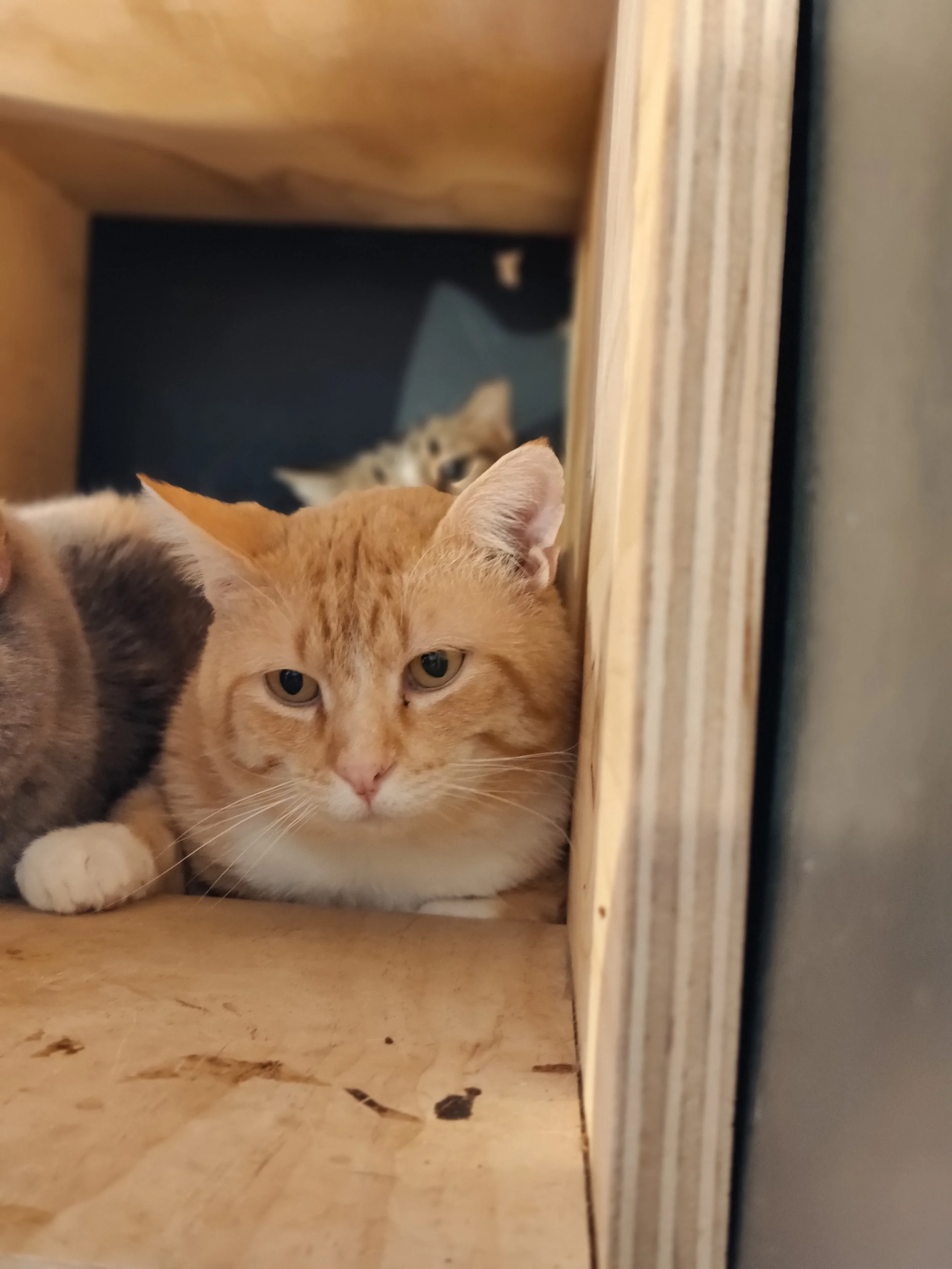 Cats — Denver Cat Company