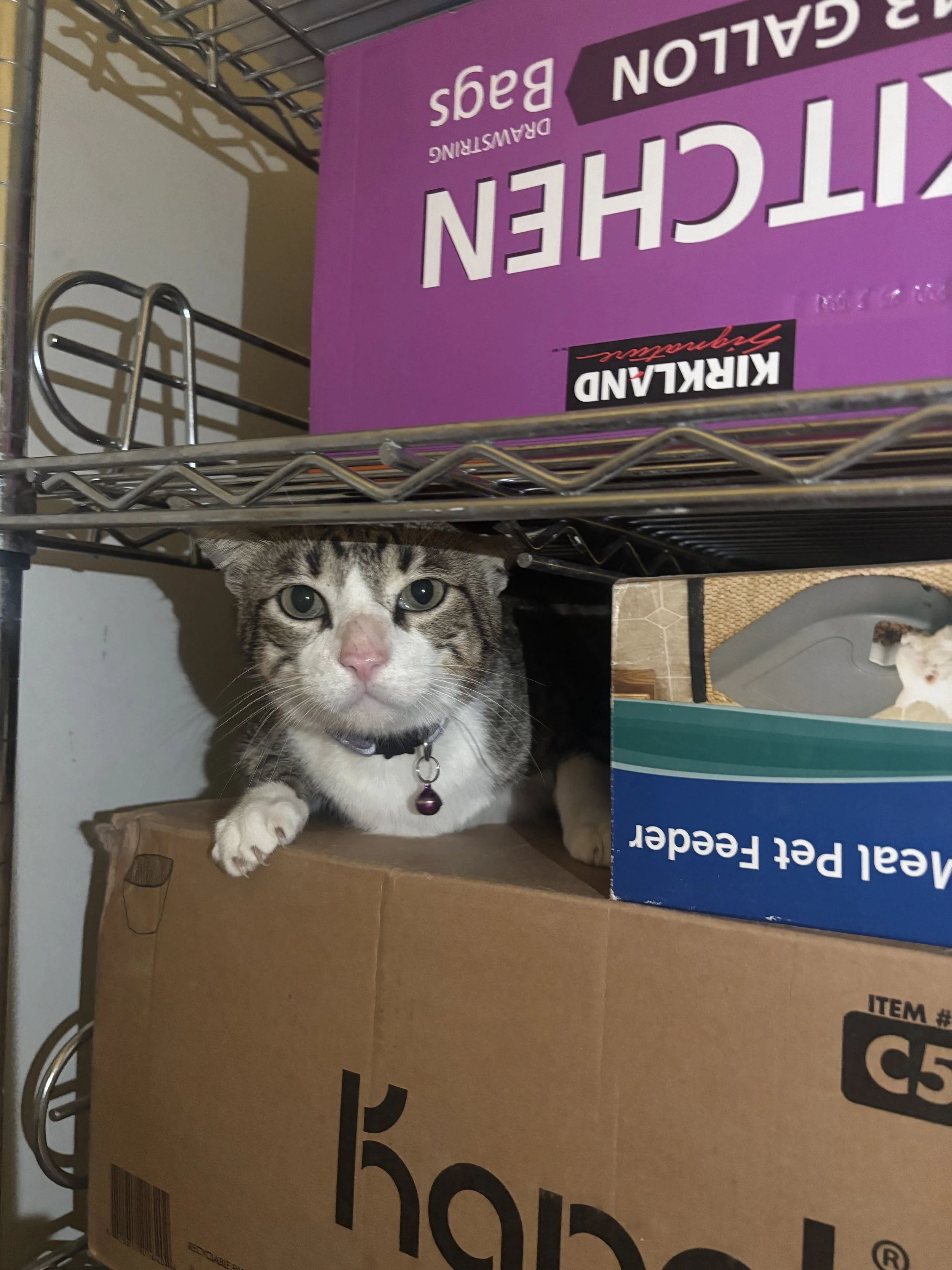 Cats — Denver Cat Company