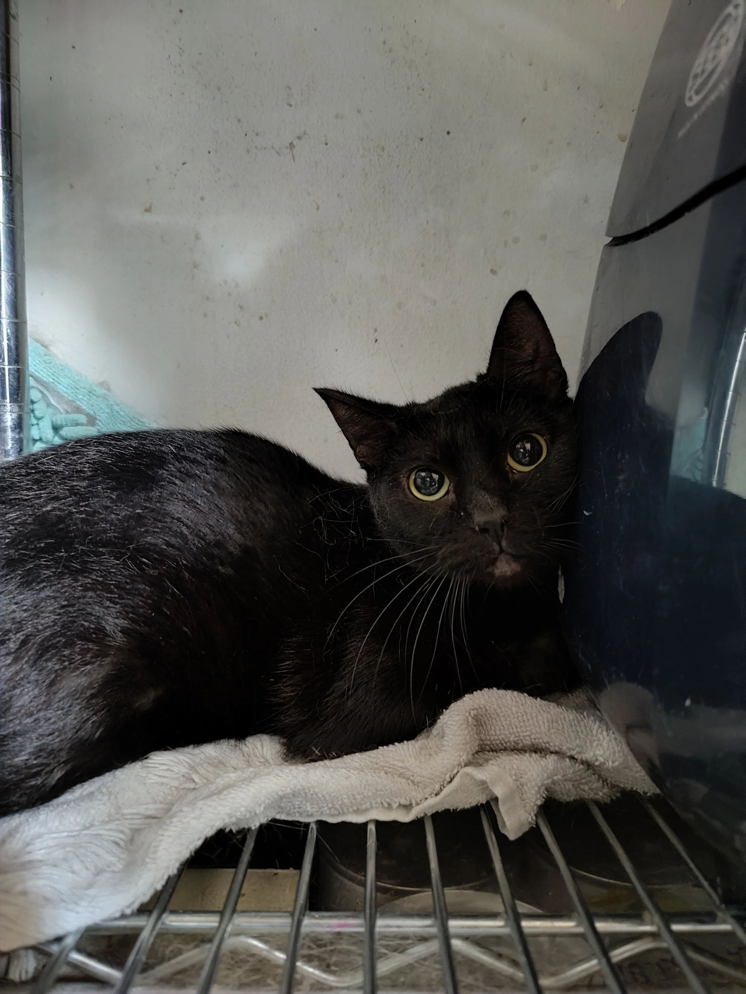 Cats — Denver Cat Company