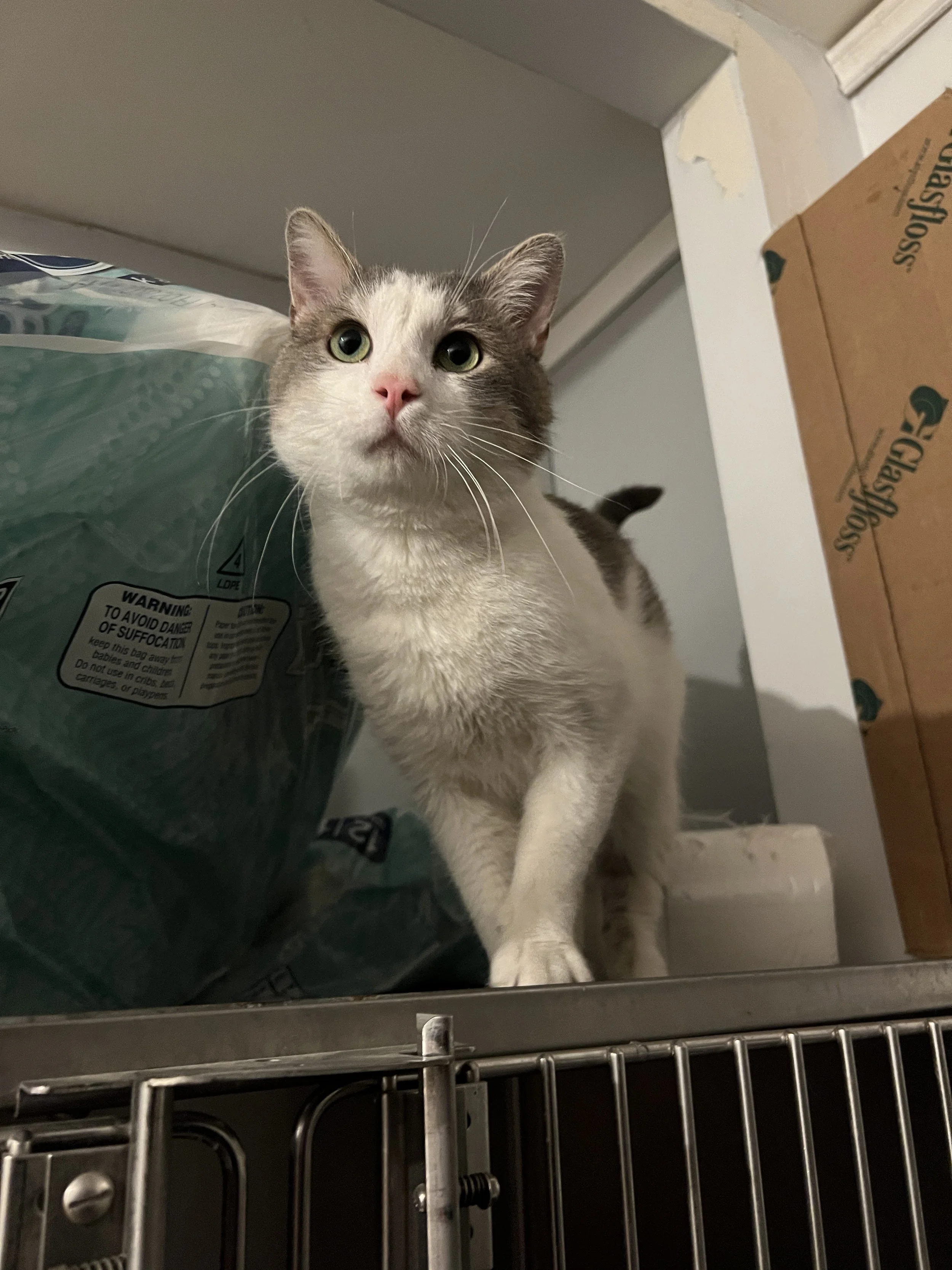 Cats — Denver Cat Company