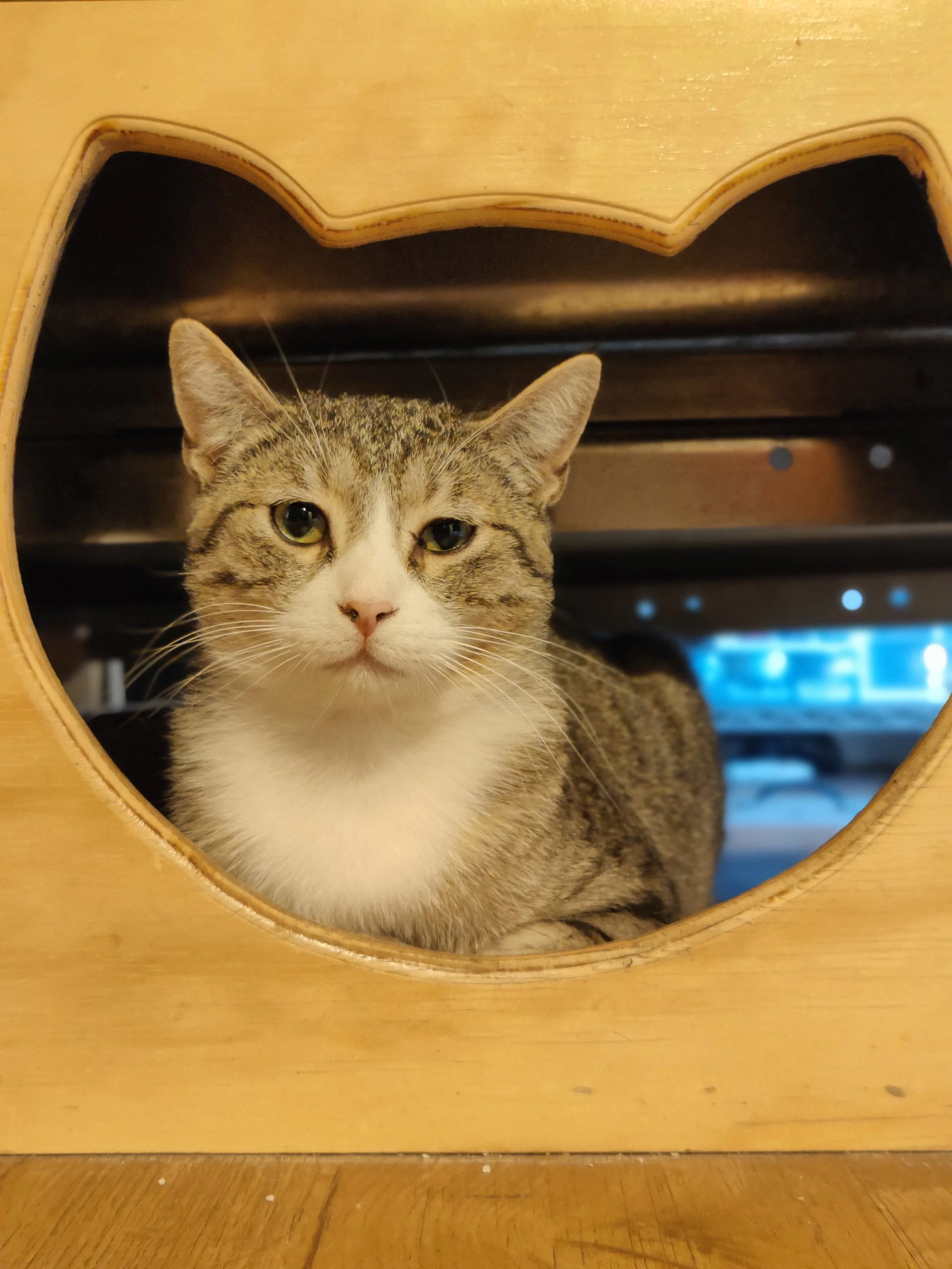 Cats — Denver Cat Company