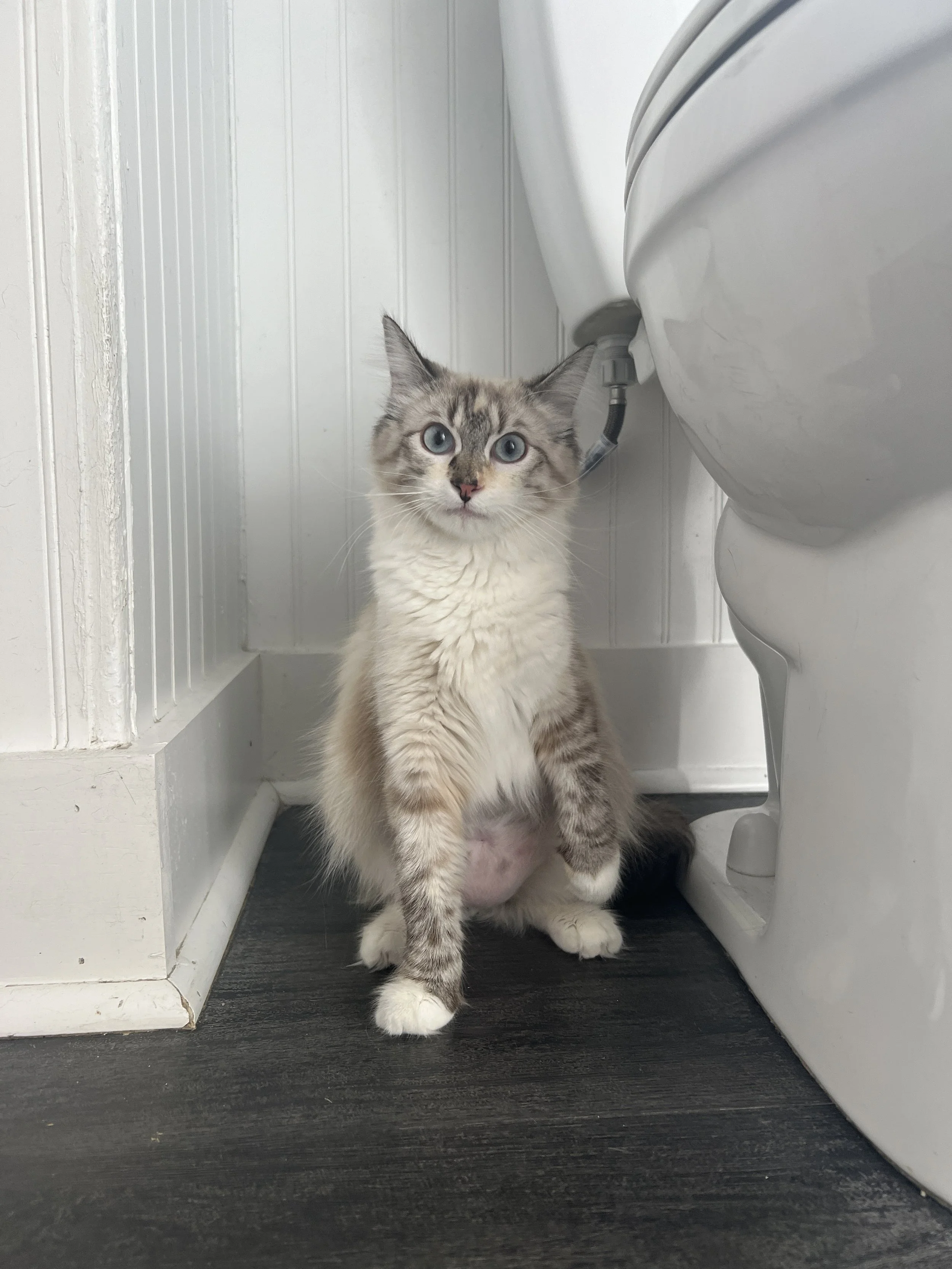 Cats — Denver Cat Company