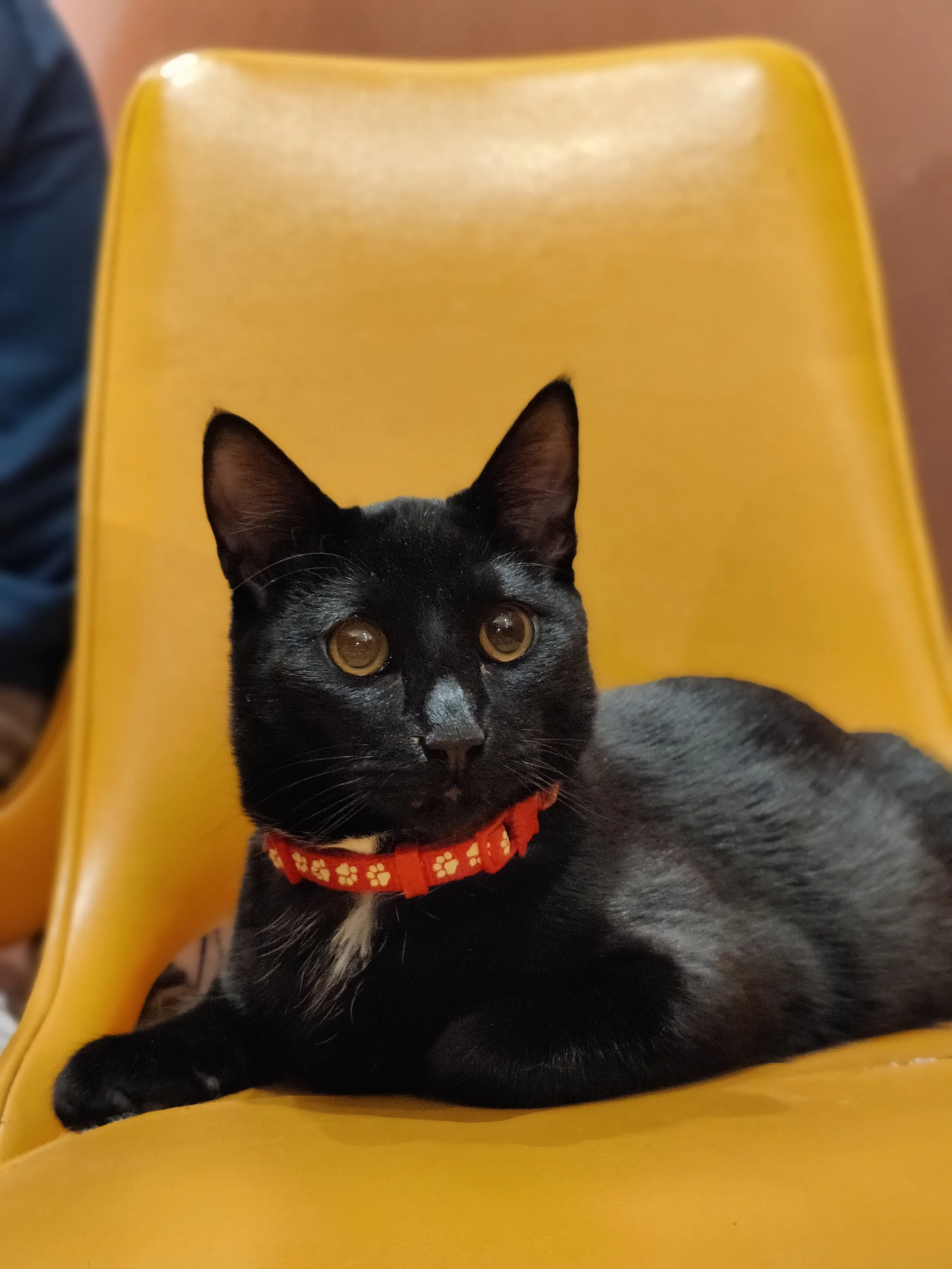 Cats — Denver Cat Company