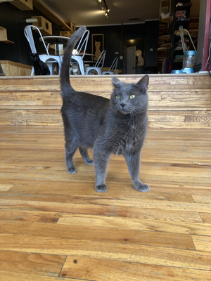Cats — Denver Cat Company
