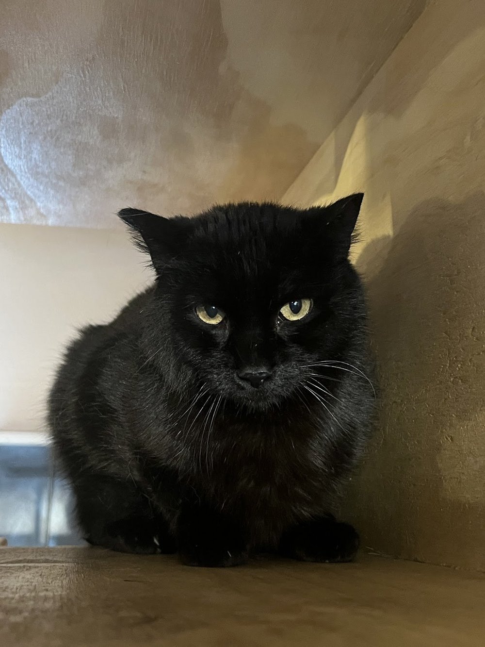 Cats — Denver Cat Company