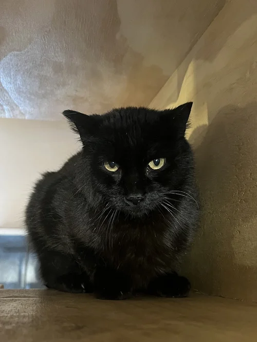 Cats — Denver Cat Company