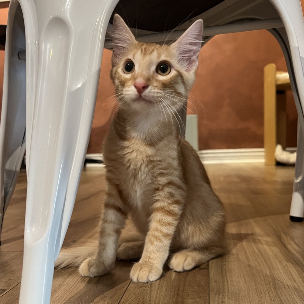 Cats — Denver Cat Company