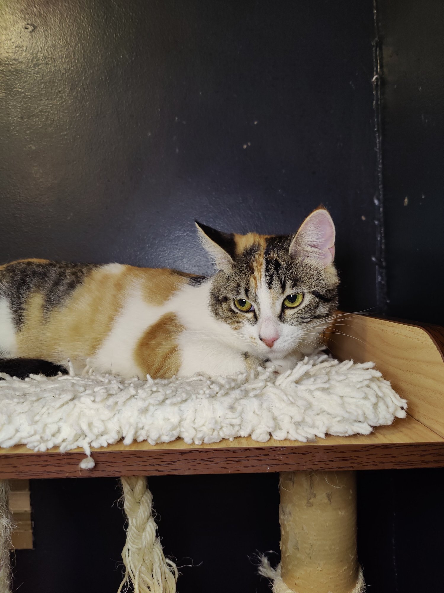 Cats — Denver Cat Company
