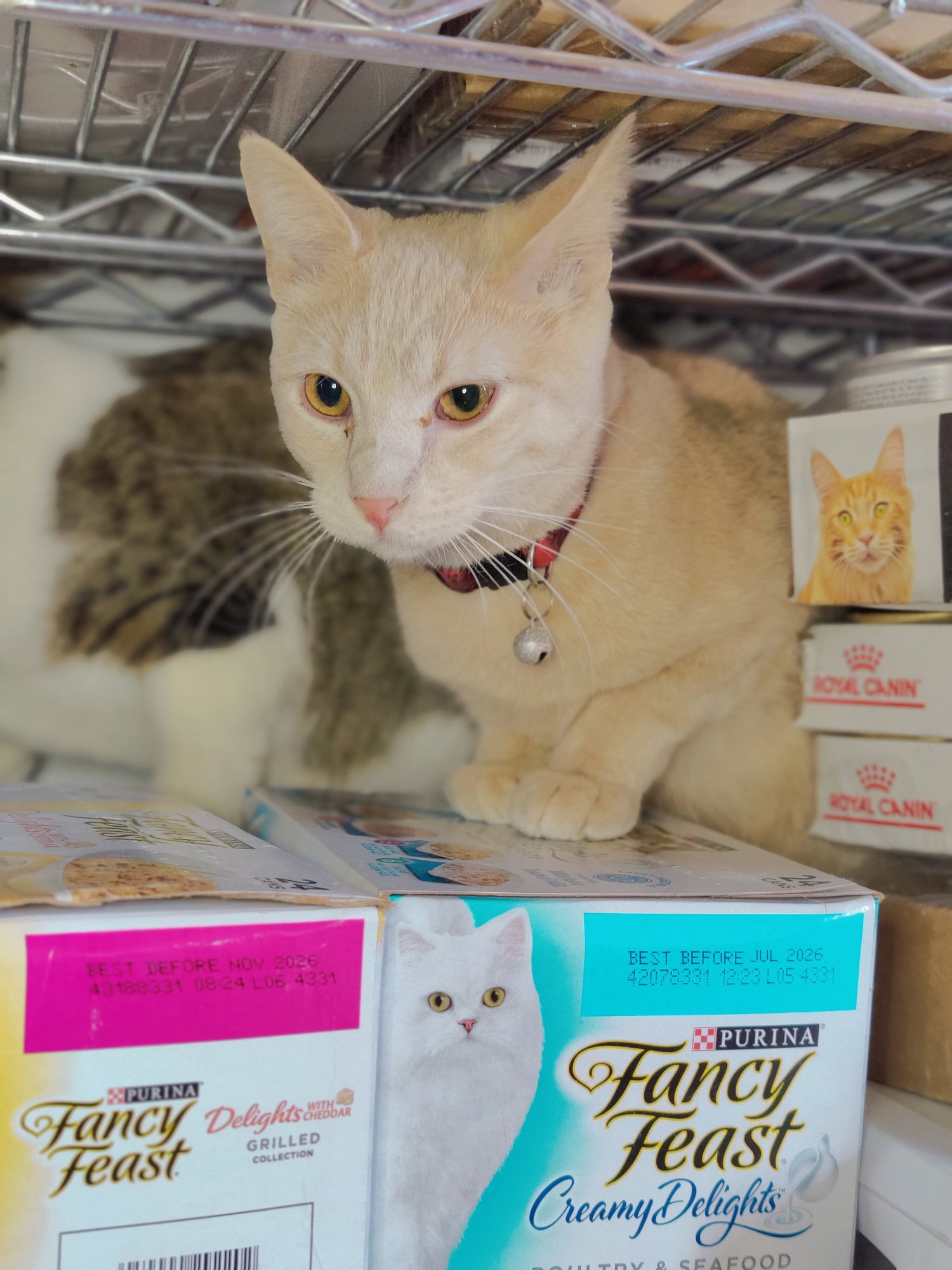 Cats — Denver Cat Company