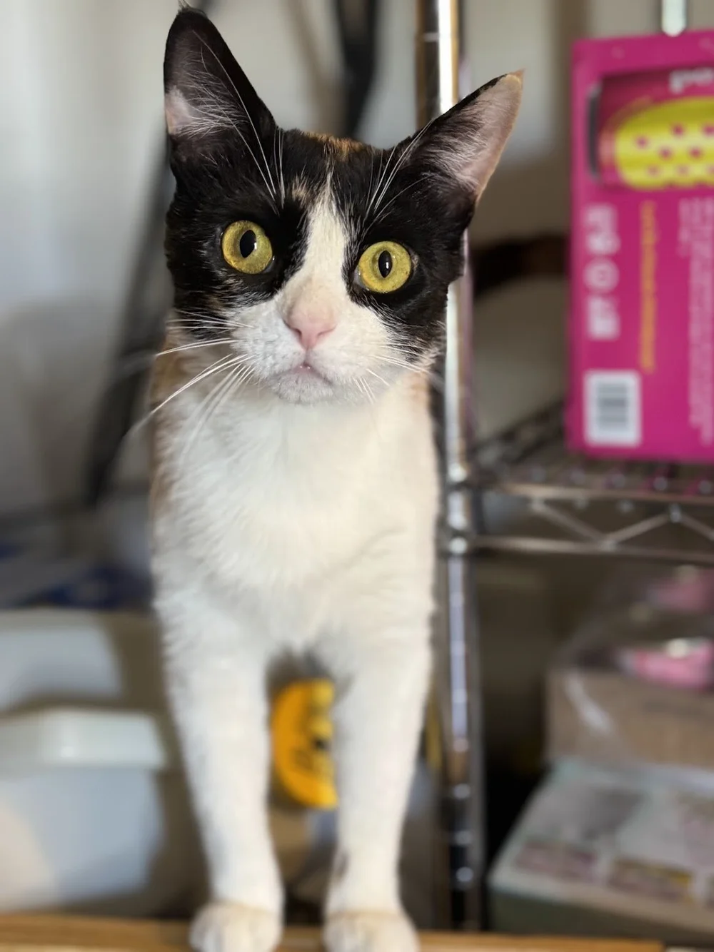 Cats — Denver Cat Company