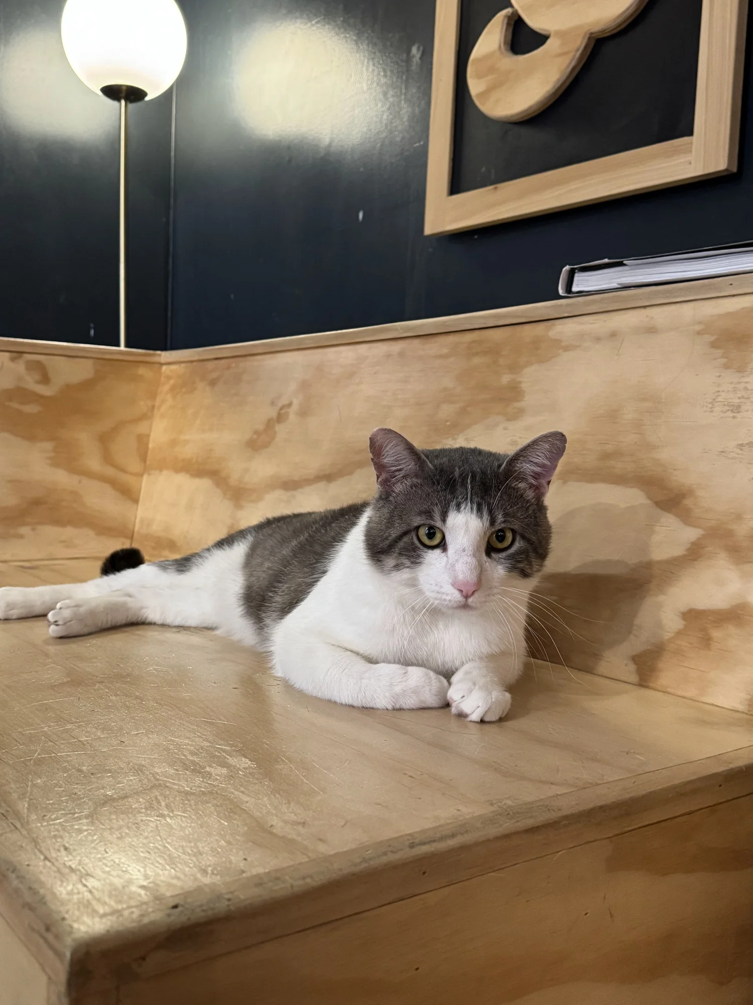 Cats — Denver Cat Company
