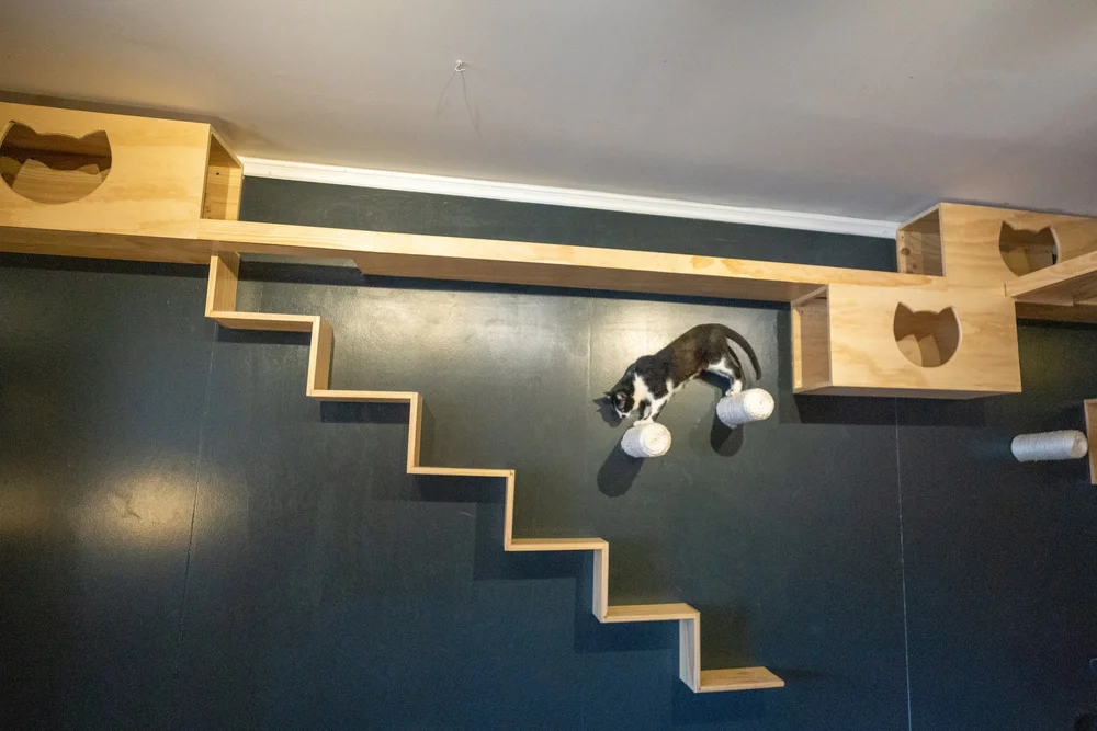 Gallery 1 — Denver Cat Company