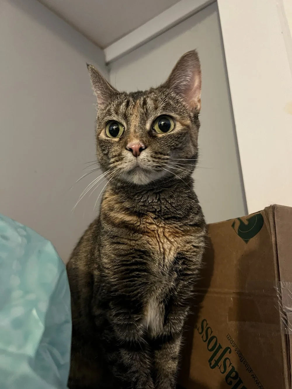 Cats — Denver Cat Company