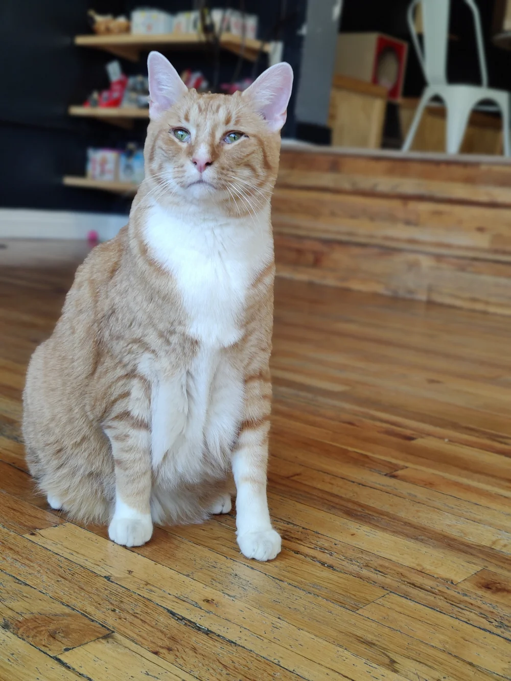 Cats — Denver Cat Company