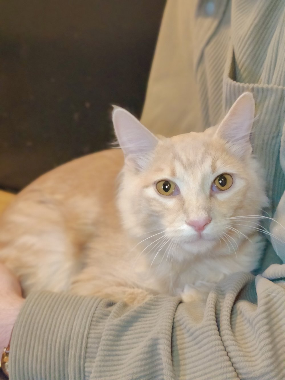 Cats — Denver Cat Company