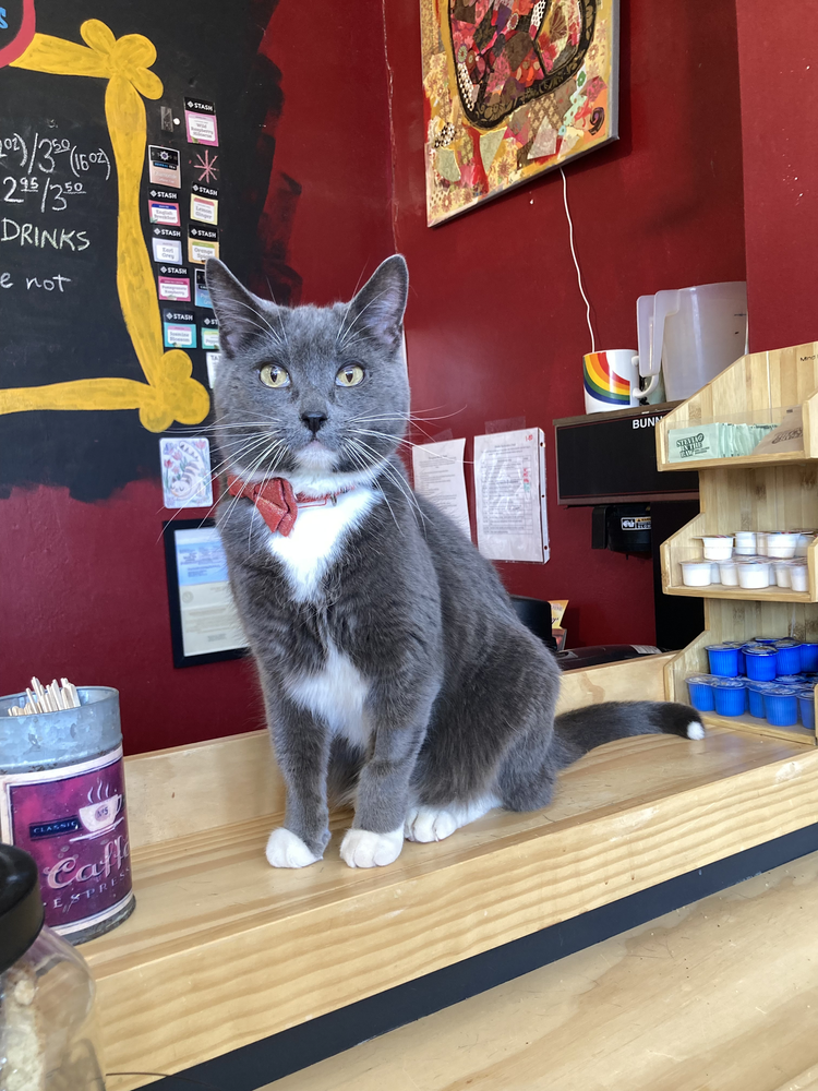 Cats — Denver Cat Company